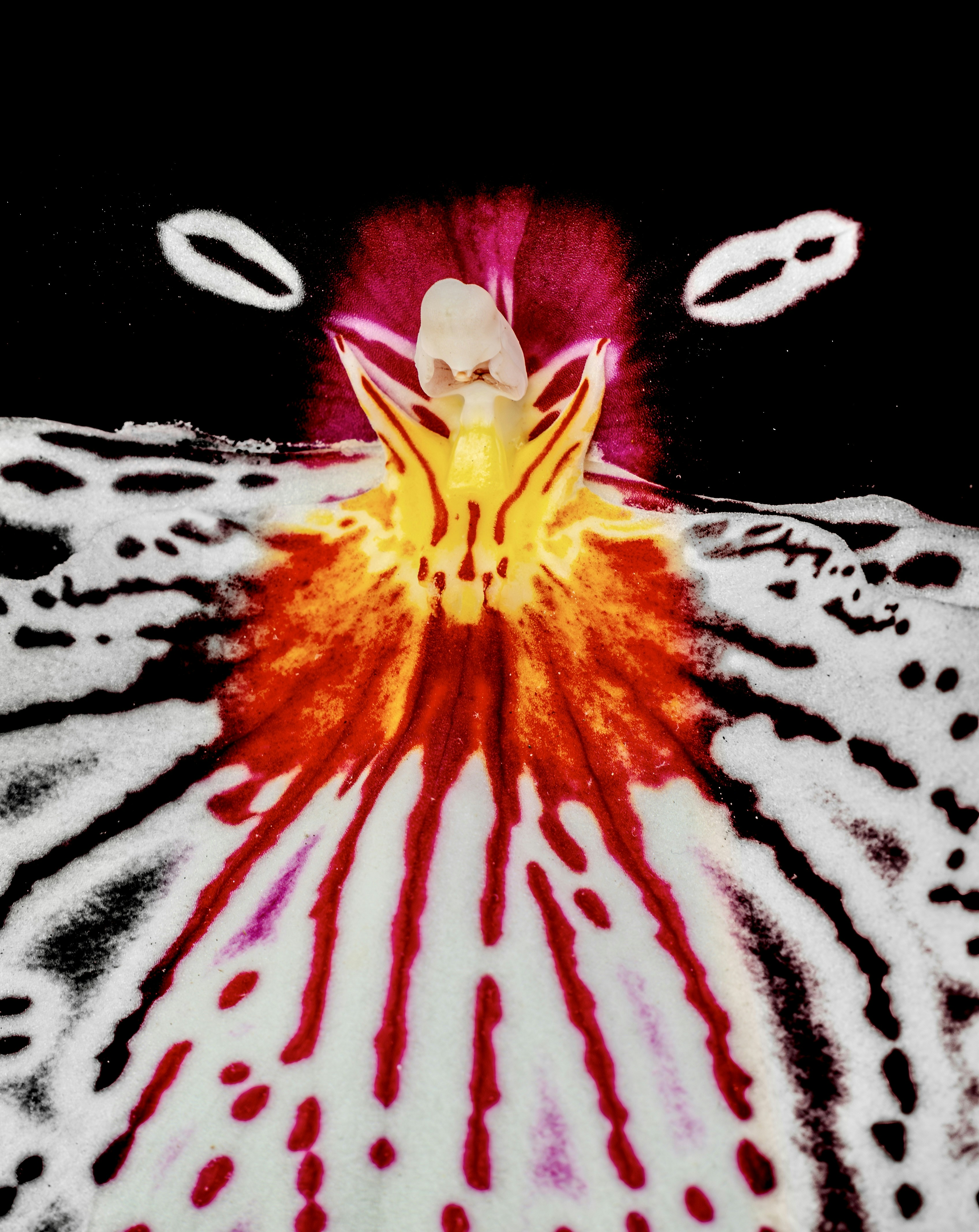 Flared Orchid Inferno: A Hyper-Contrast Bloom