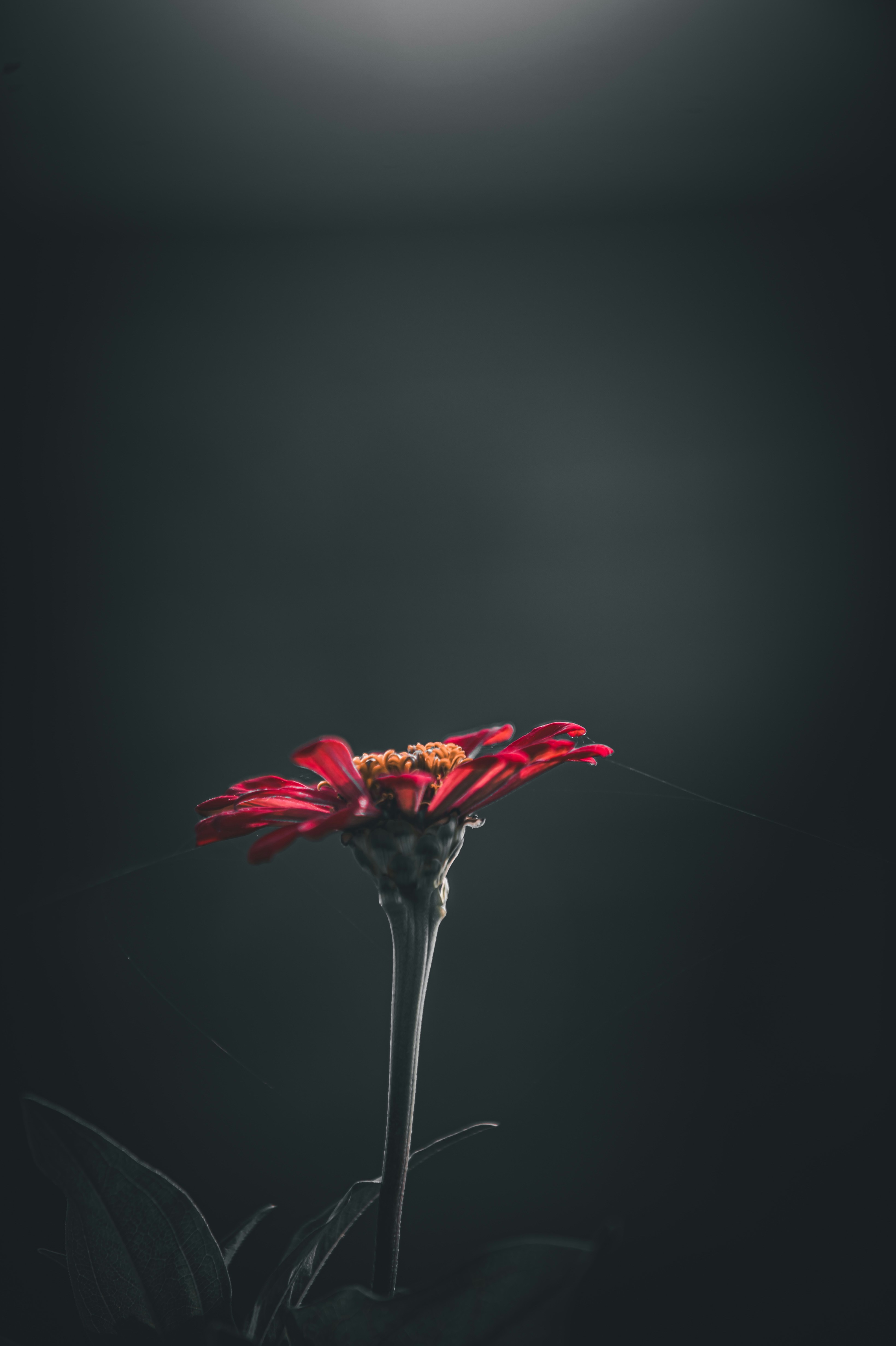 Crimson Bloom in Shadowed Serenity