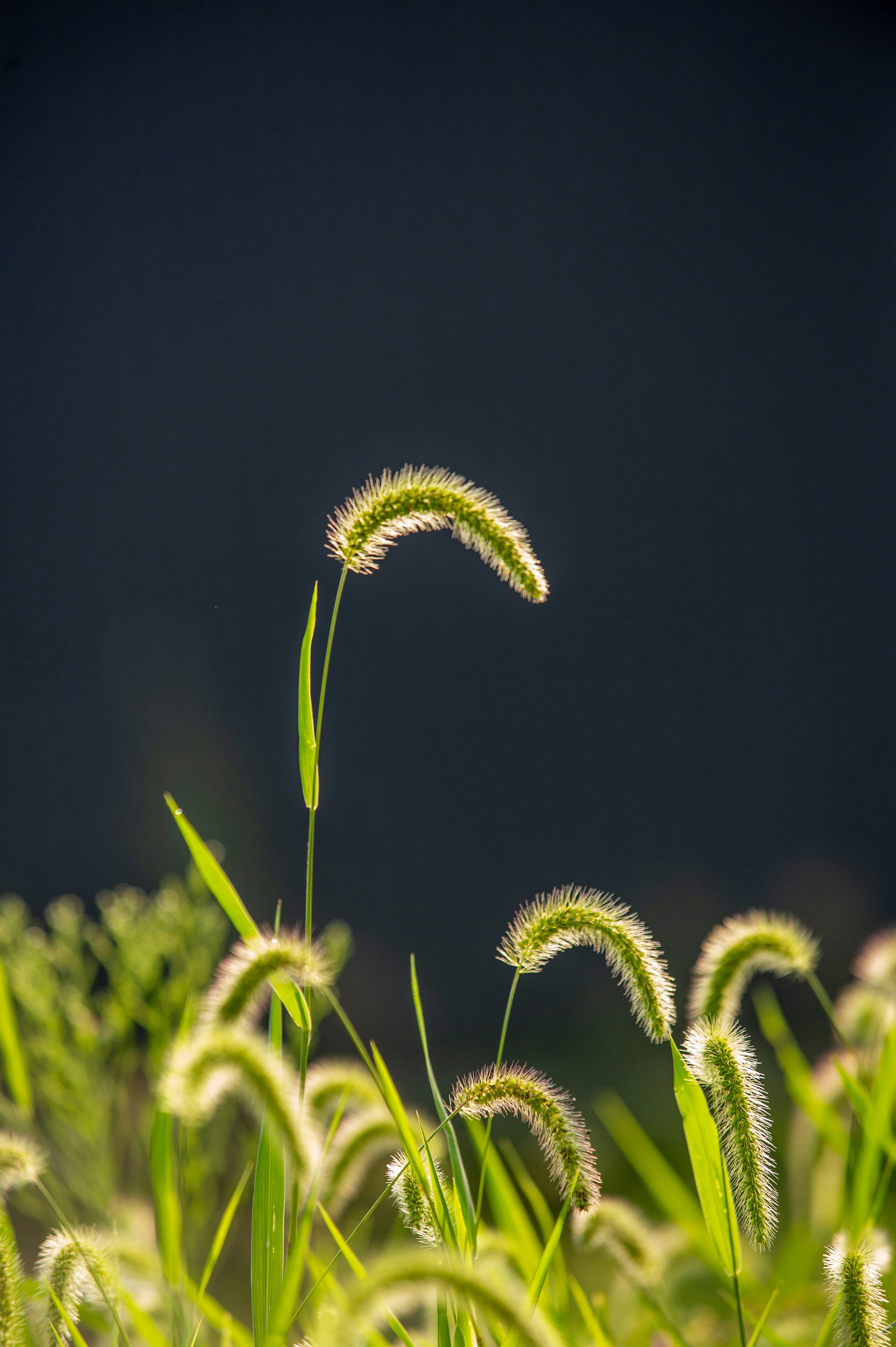 Whispers of Nature: The Dance of Grasses