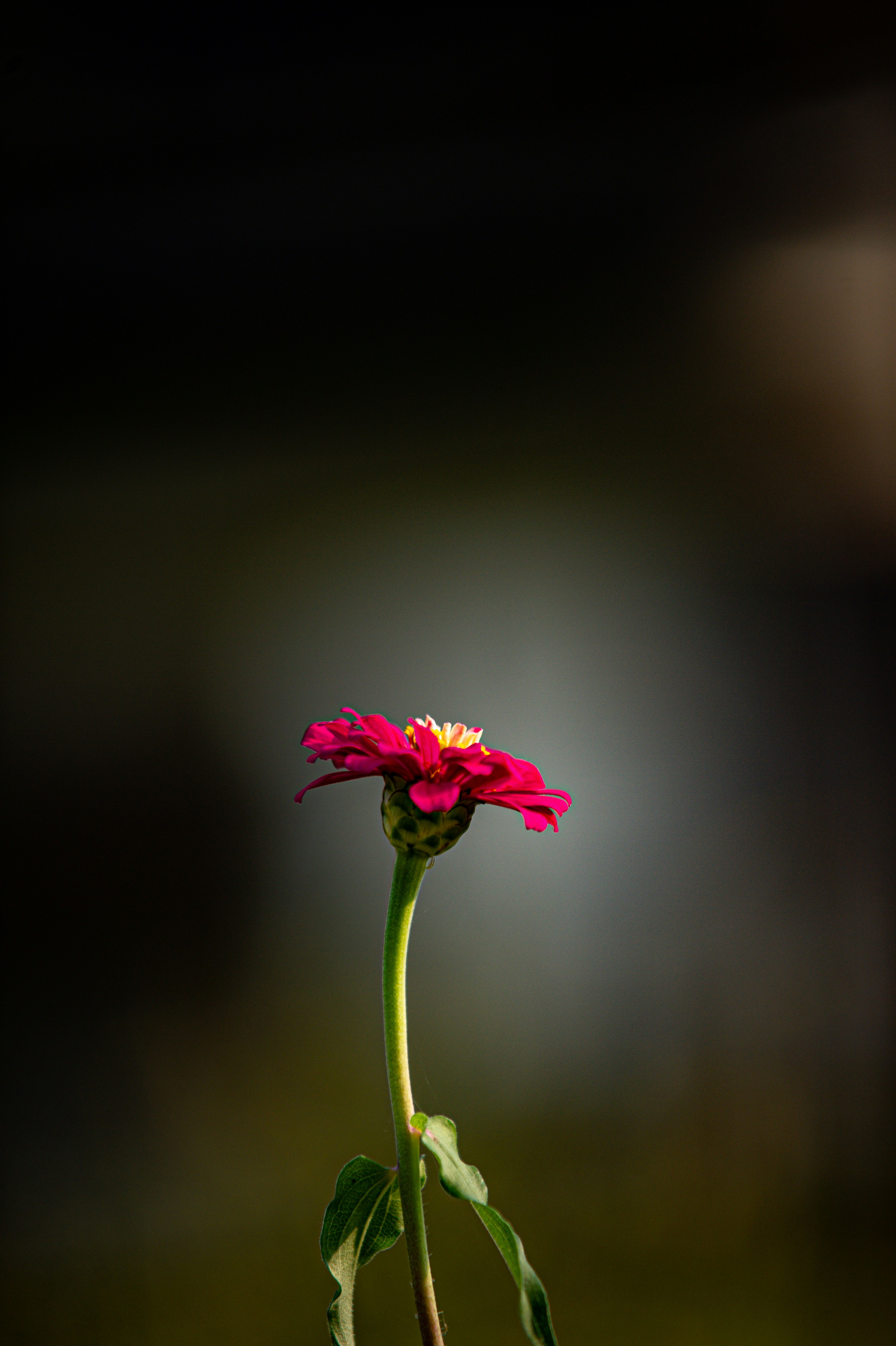 Resilient Bloom Against Shadows