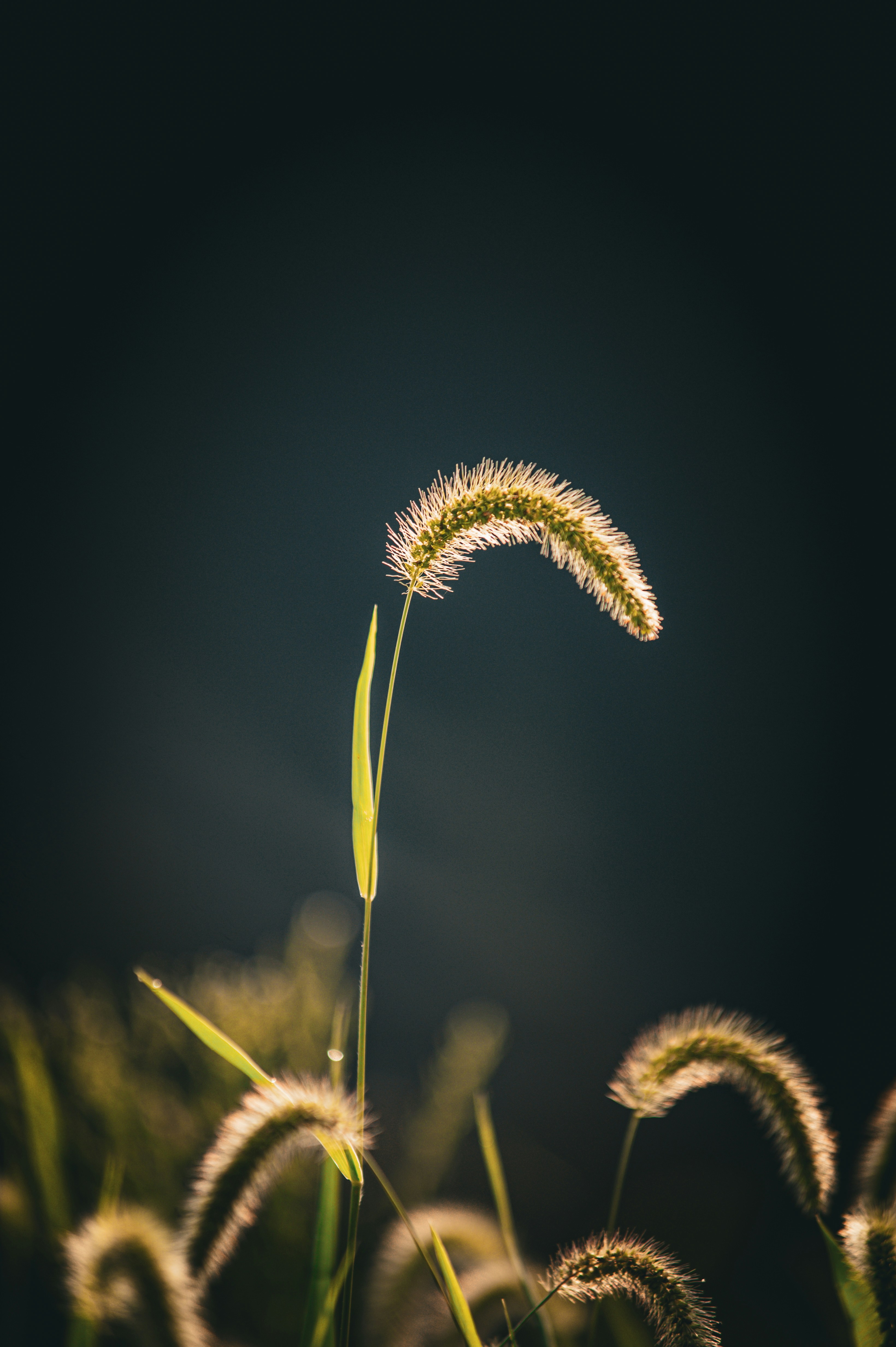 Whispers of Nature's Curves