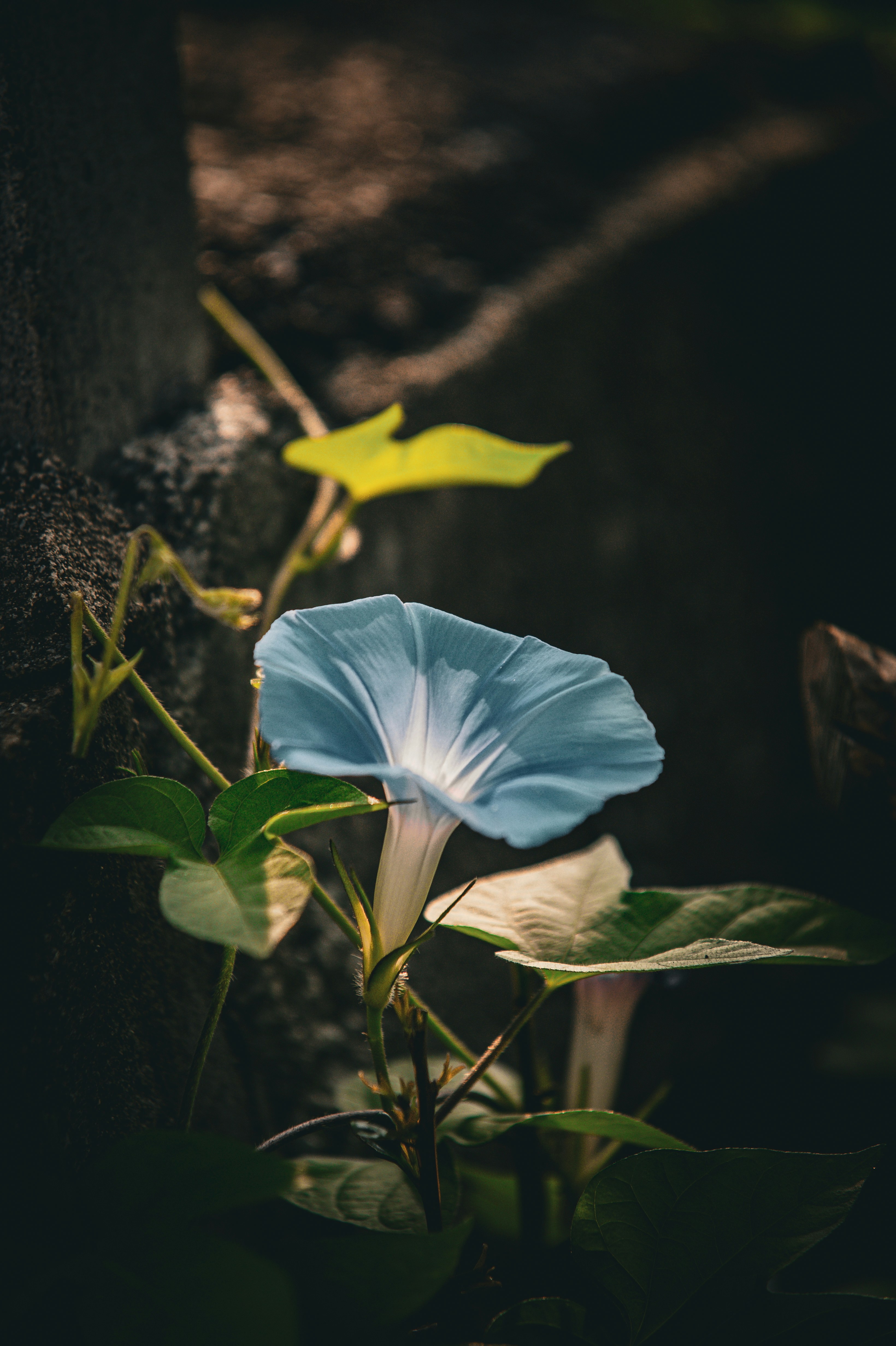 Whispers of the Morning Bloom
