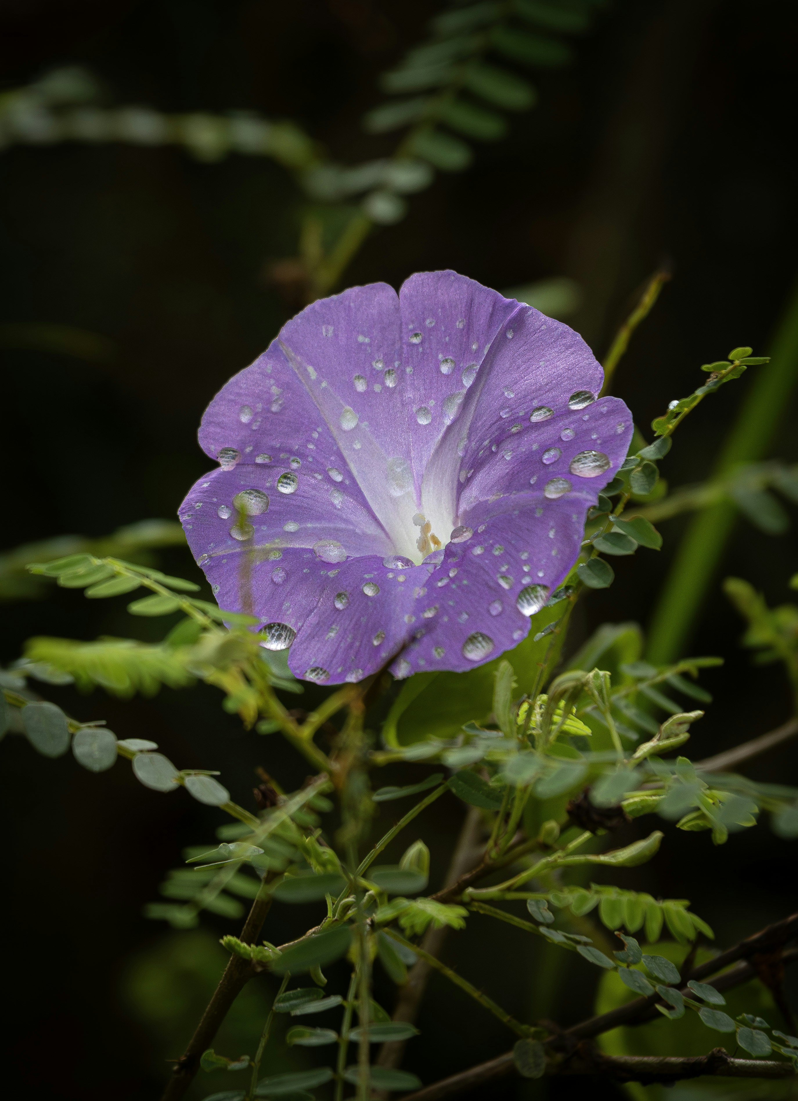 Delicate purple flower adorned with raindrops, surrounded by lush green foliage. The composition highlights the beauty of nature's details.