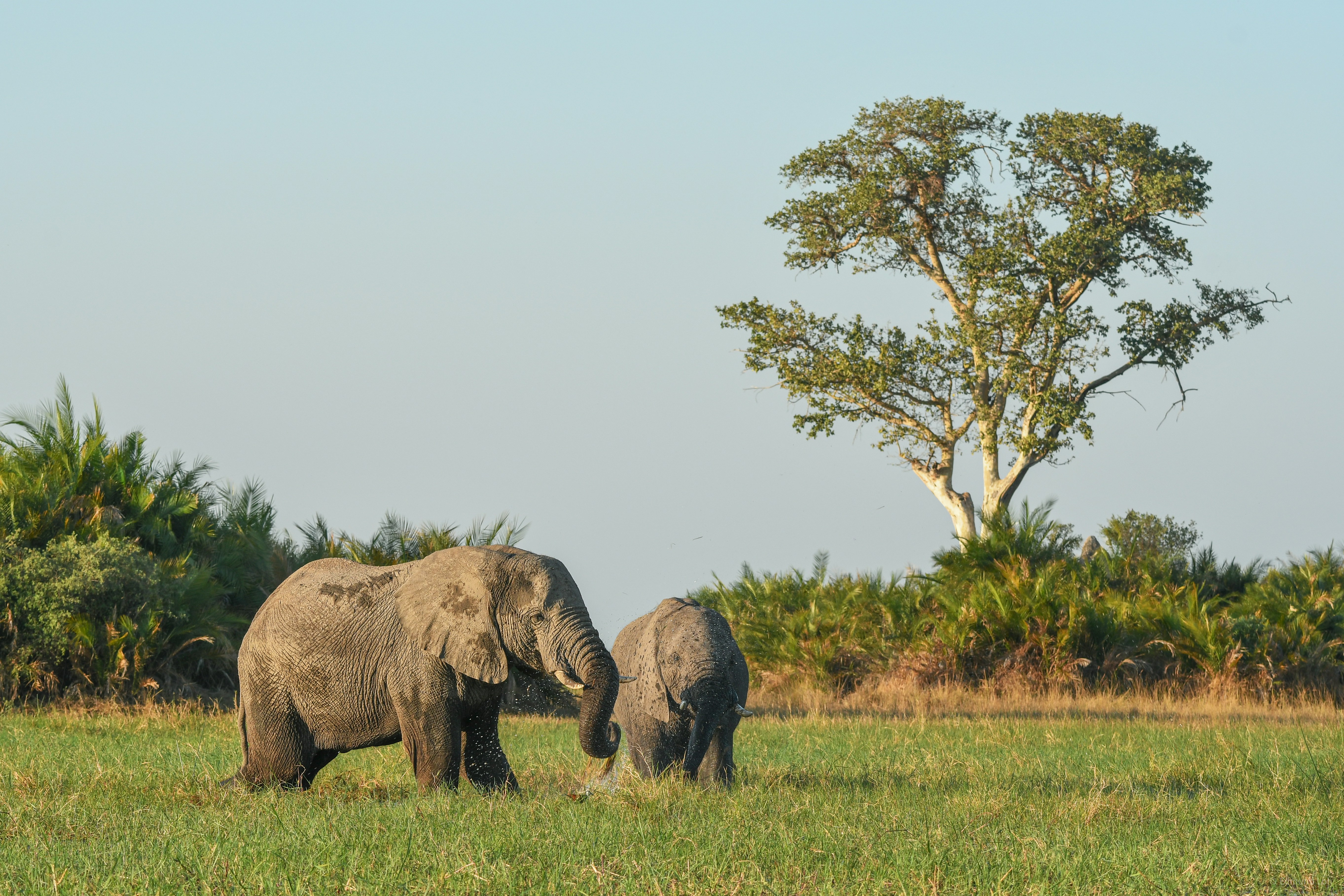 Two elephants in a grassy field with trees.