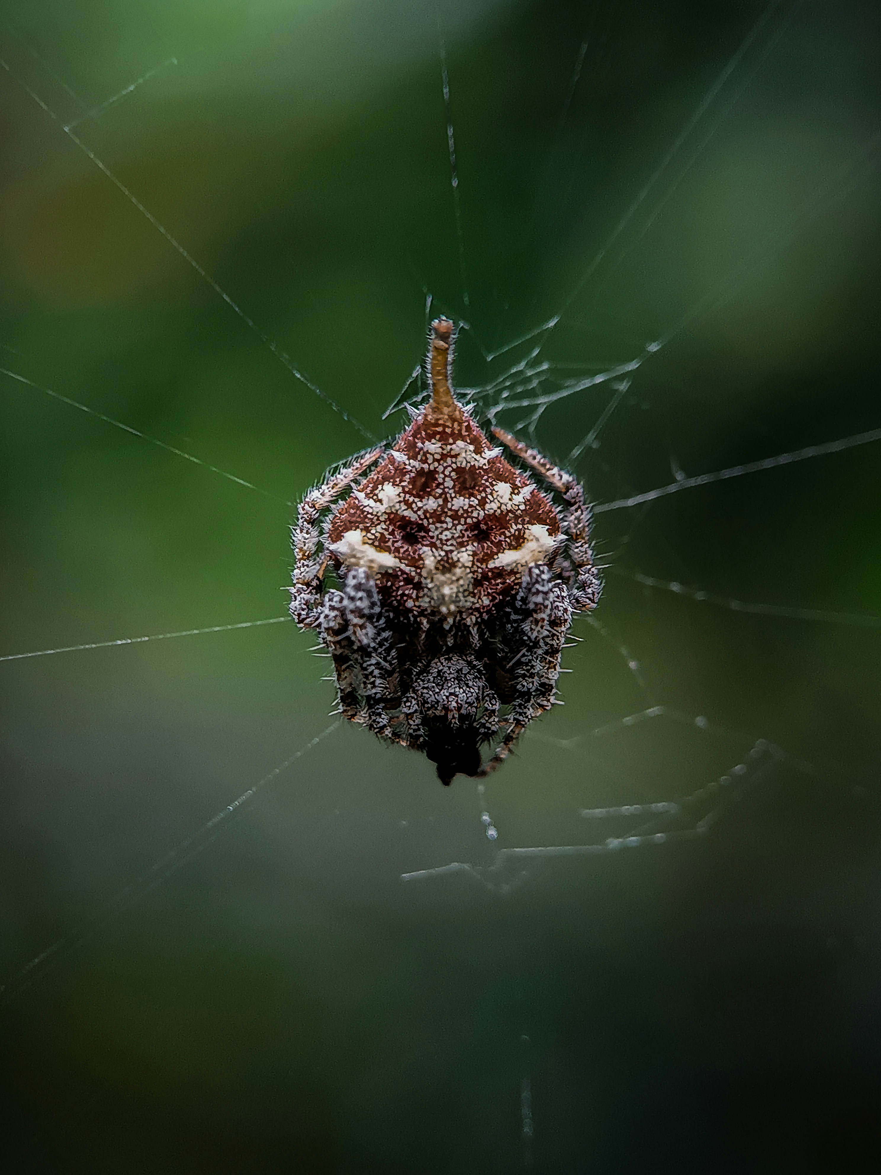 A spiky spider hangs in its web