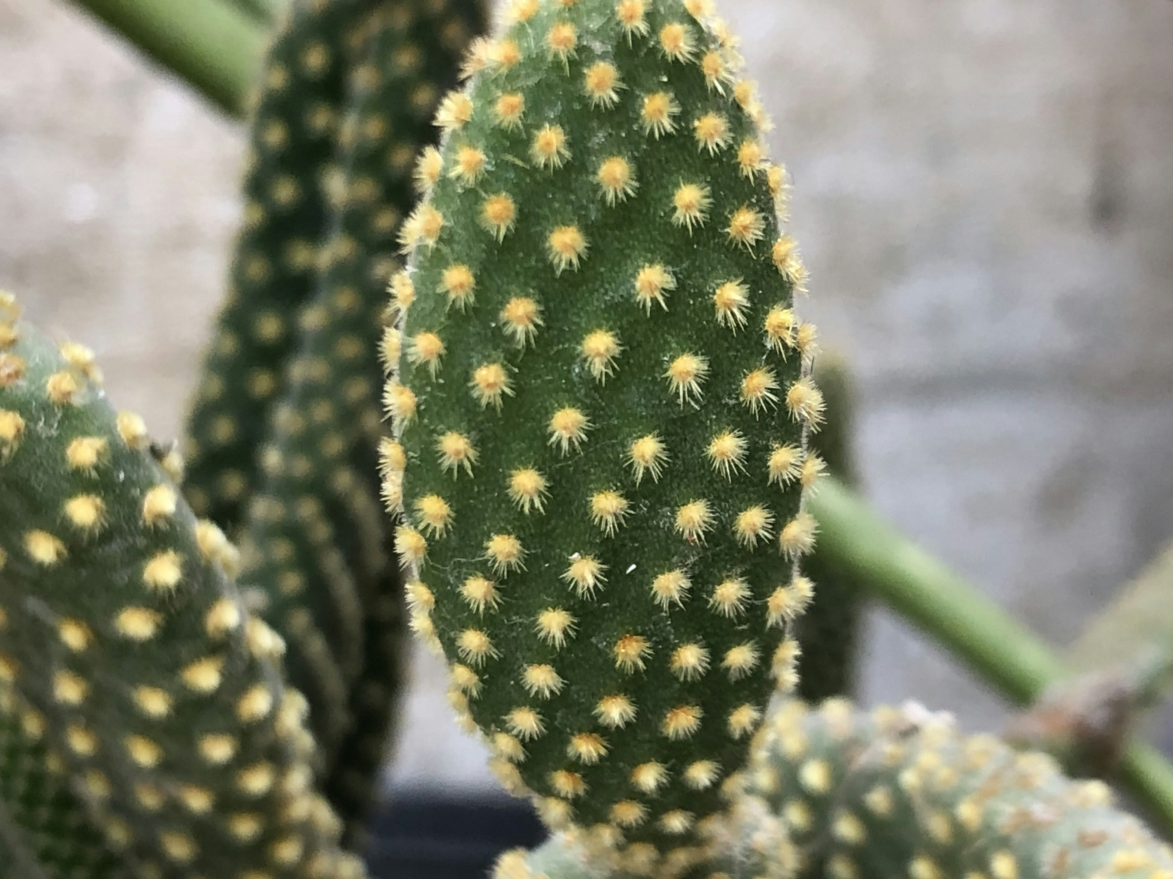 Nature's Prickly Portrait