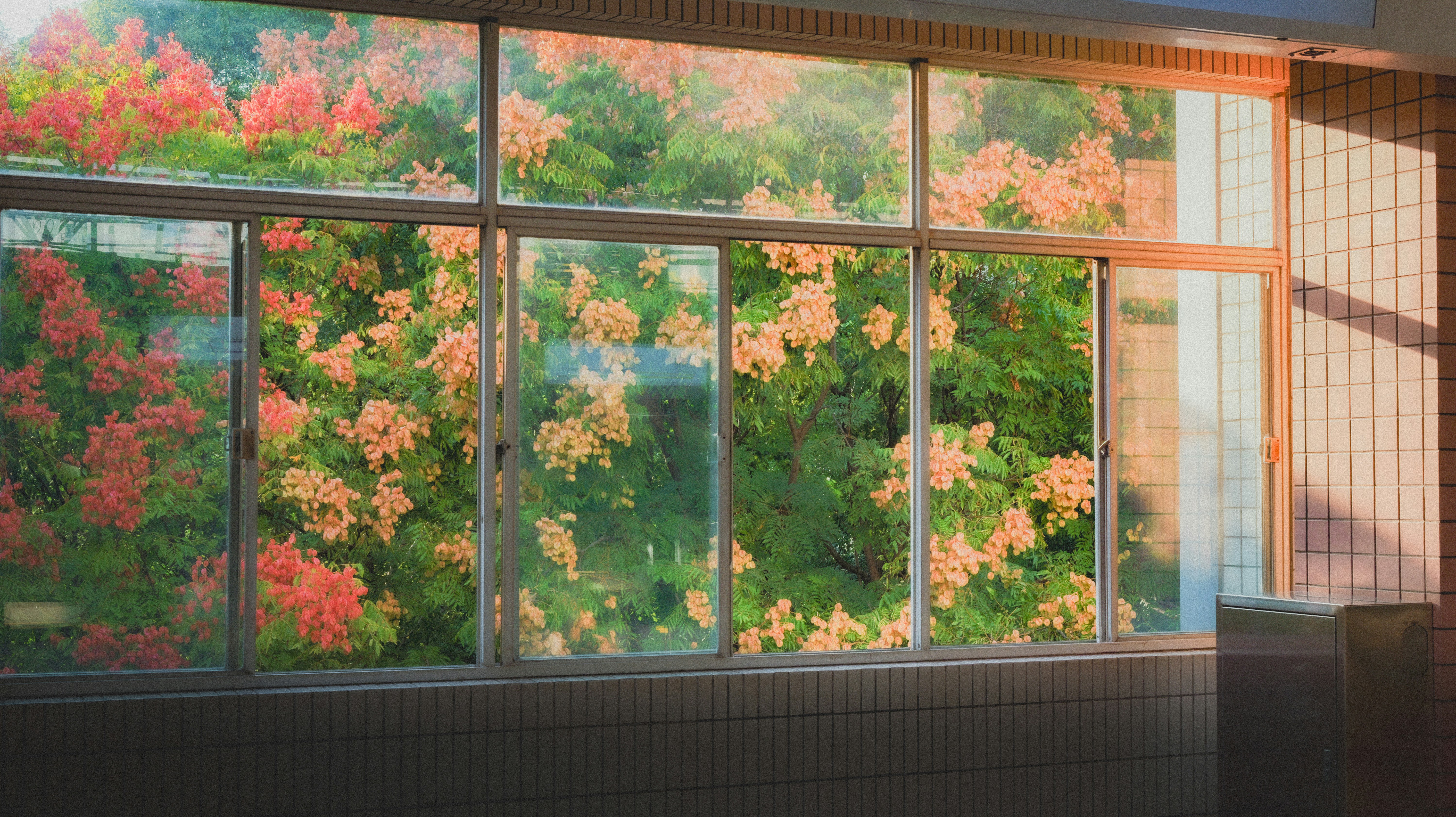 Autumnal Burst Framed by Corridor Windows