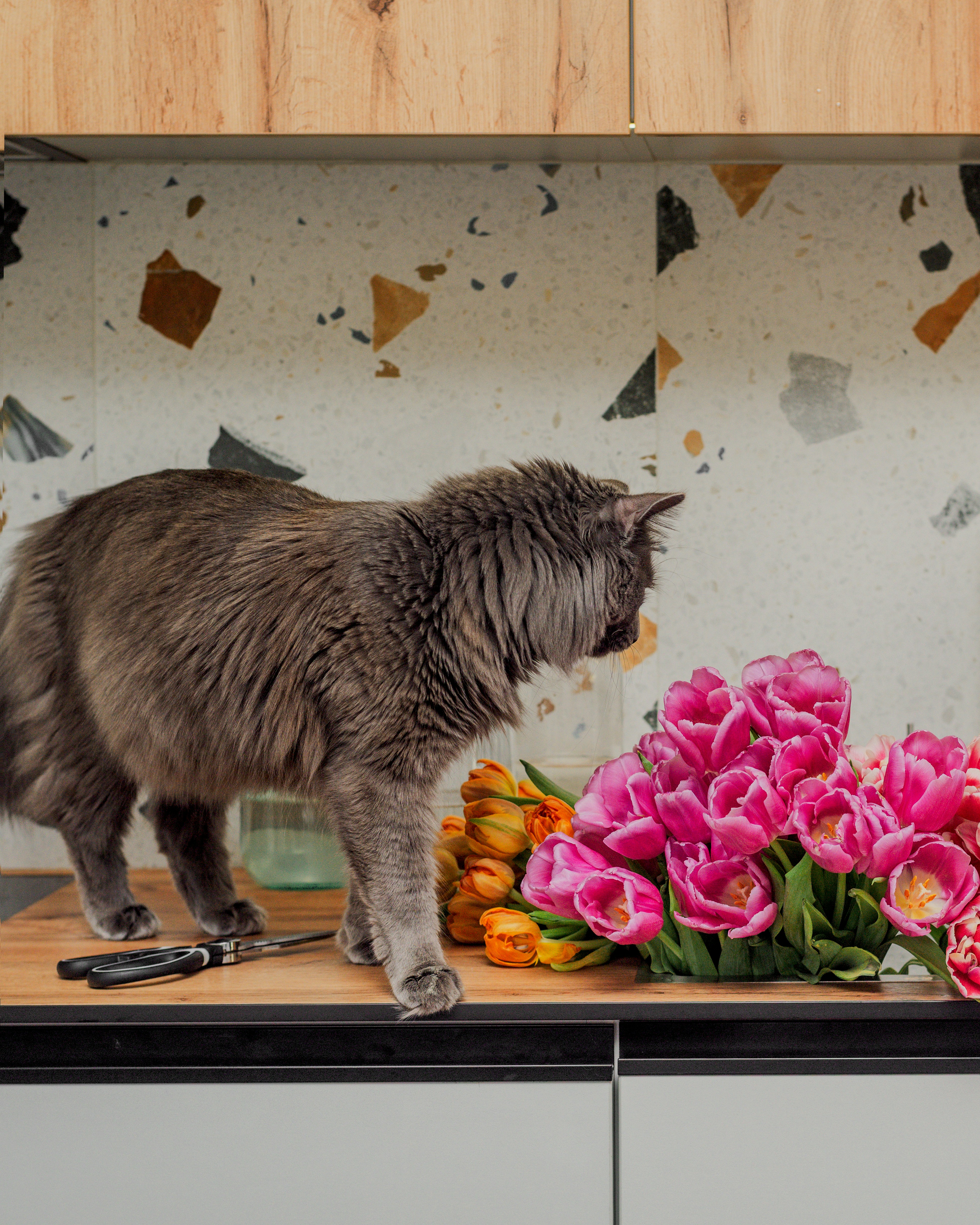 Whiskers and Blooms: A Serene Kitchen Encounter