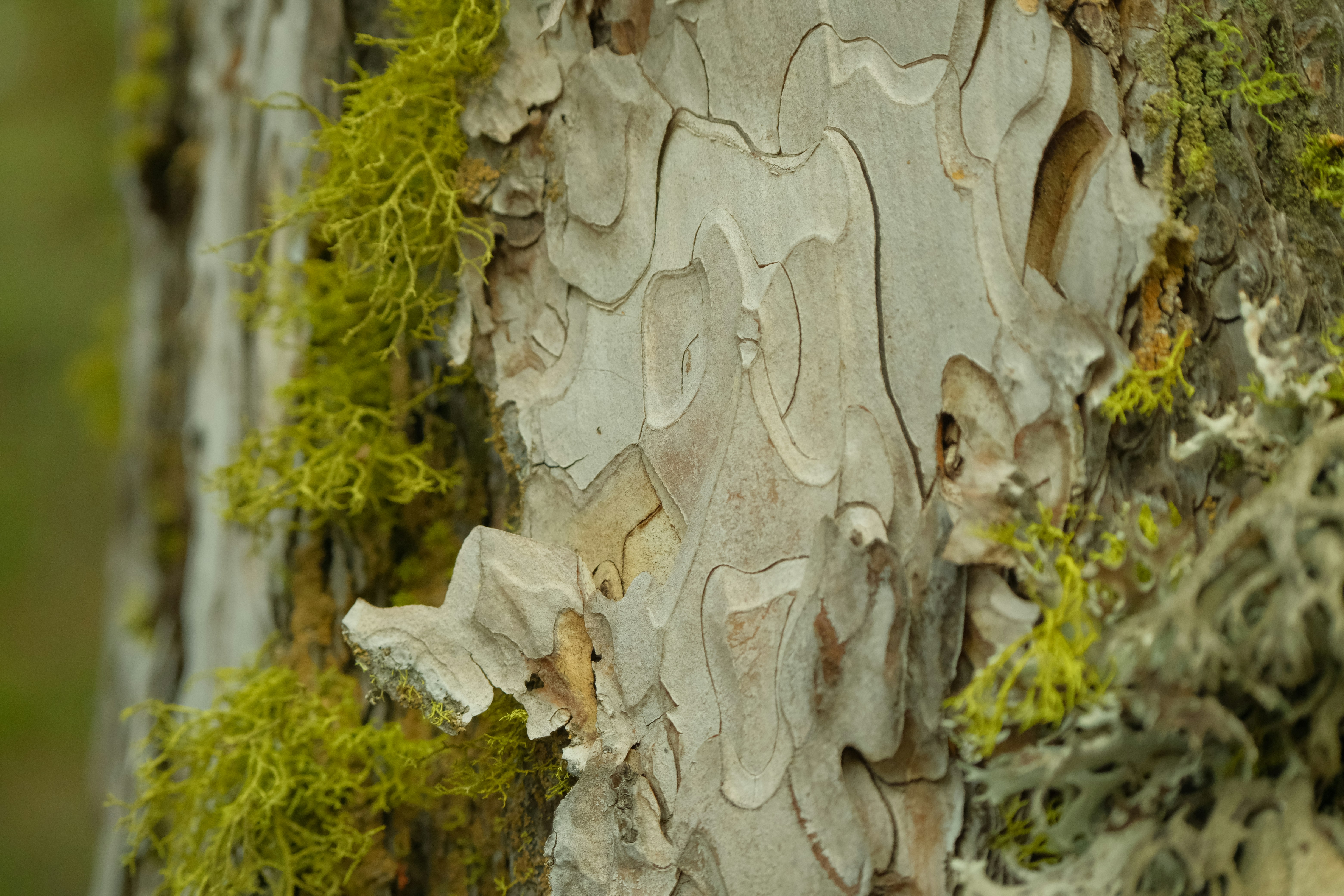 Nature's Textured Canvas