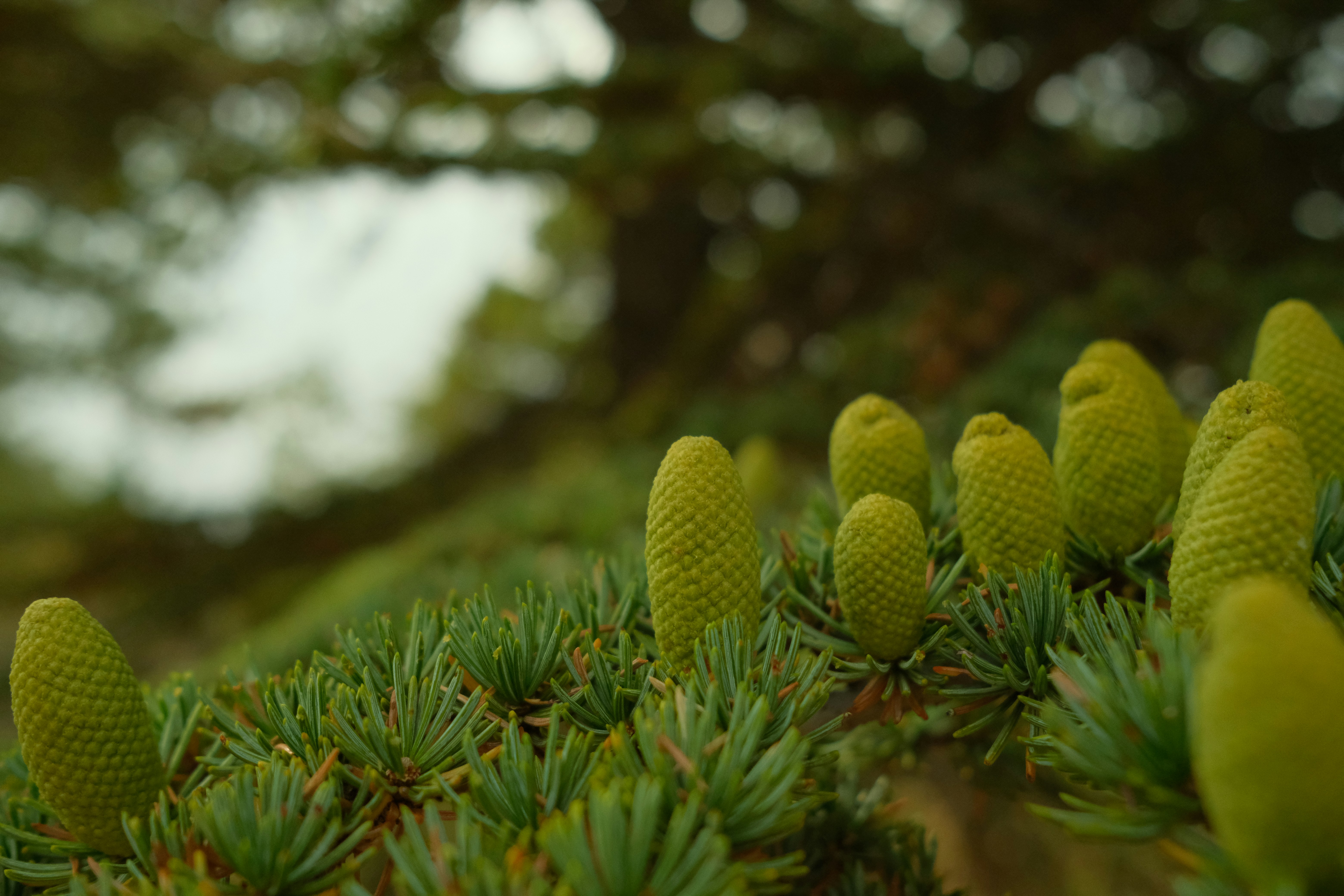 Nature's Green Cones: A Close-Up Study