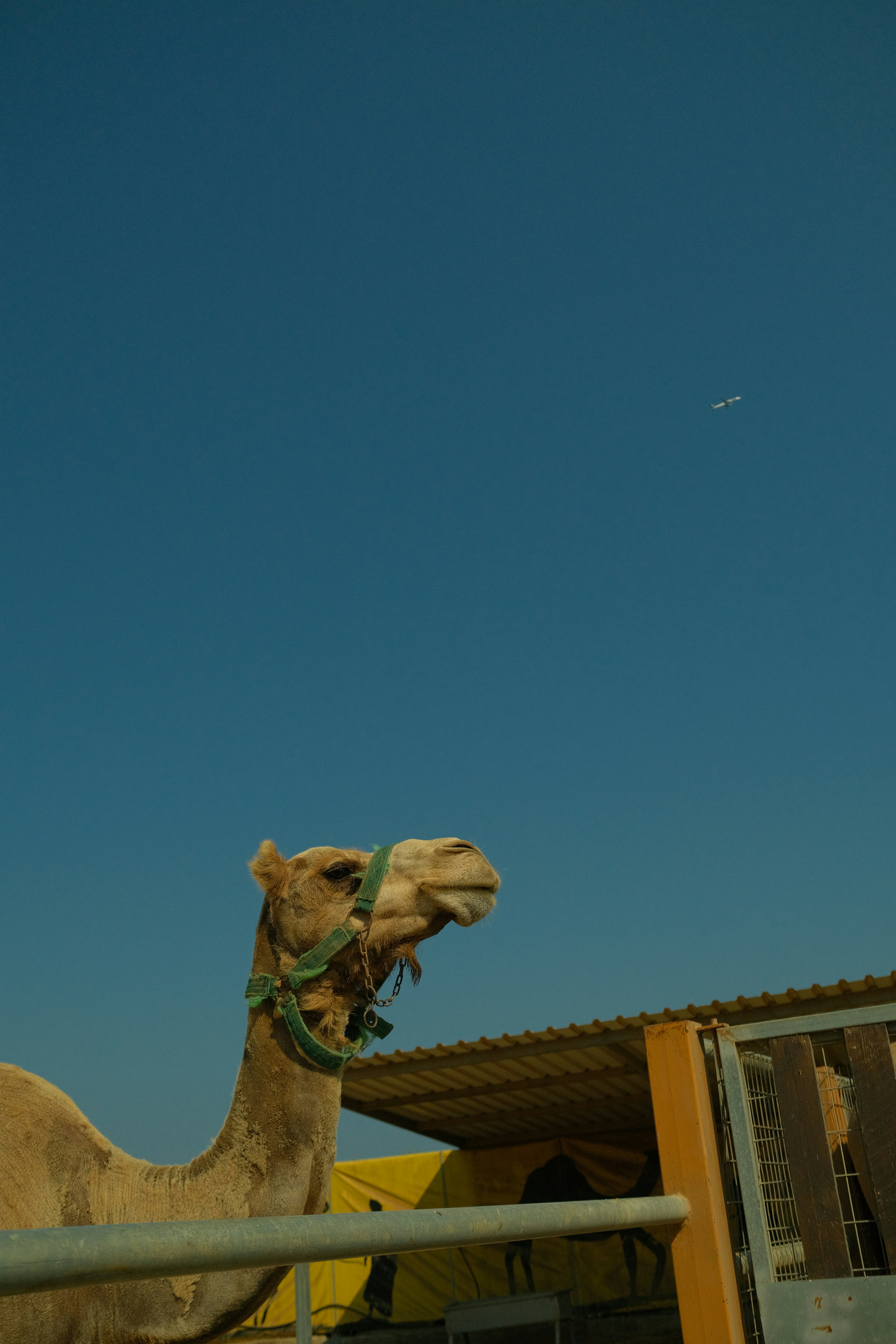 Desert Voyager: A Camel's Perspective