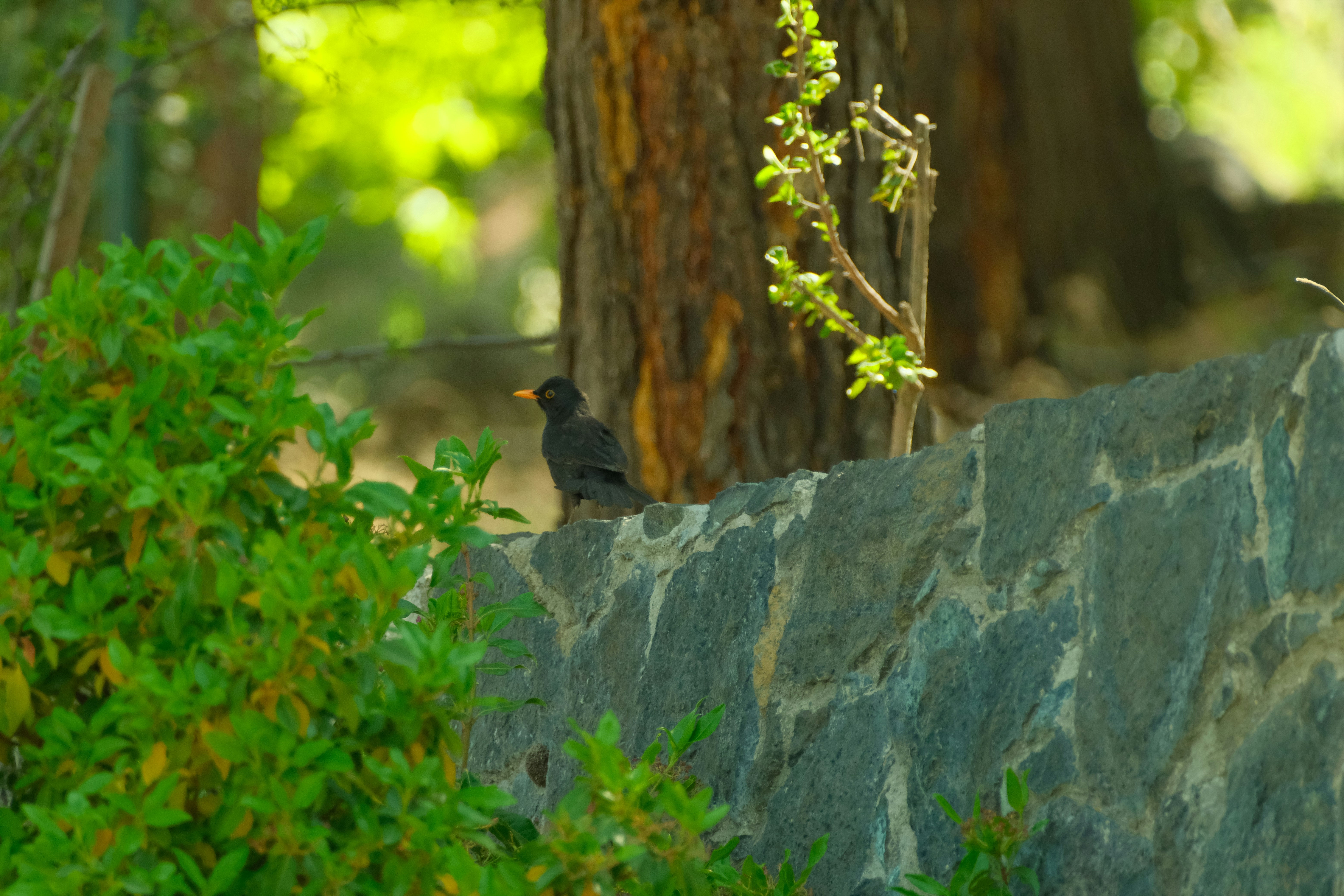 A Moment of Avian Serenity