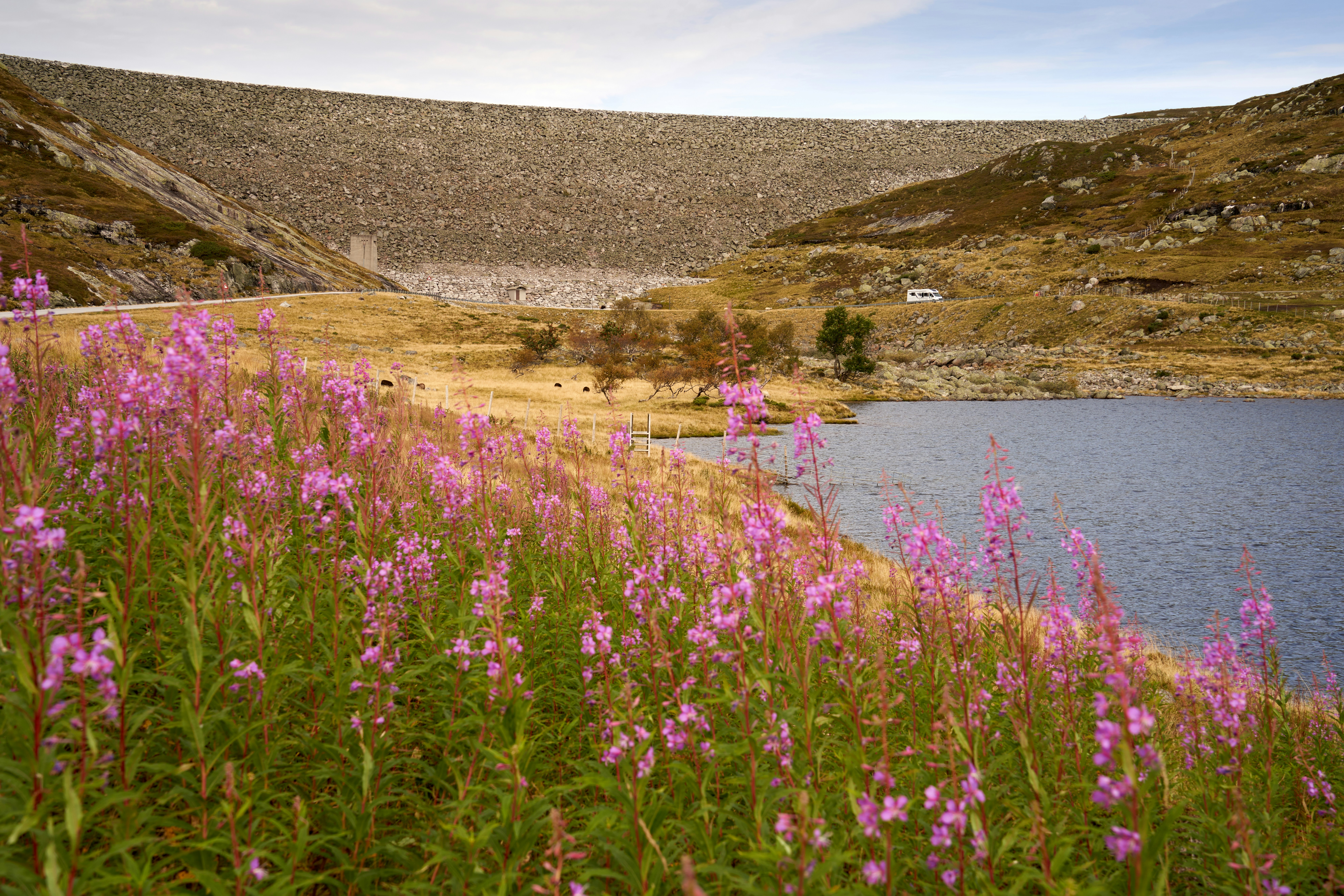 Nature's Palette: Blooming Serenity by the Water's Edge
