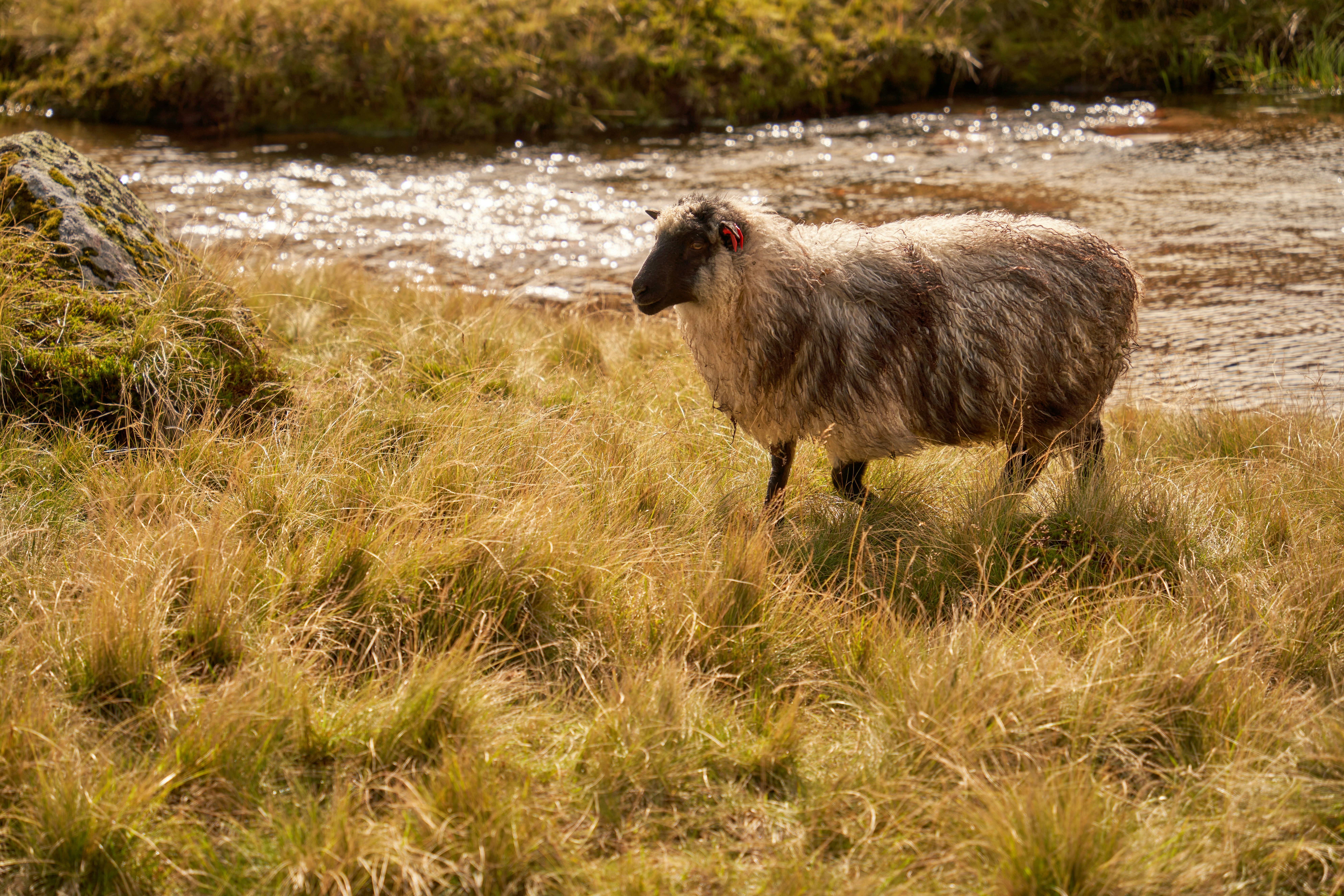 Gentle Grazing: A Moment in Nature's Embrace