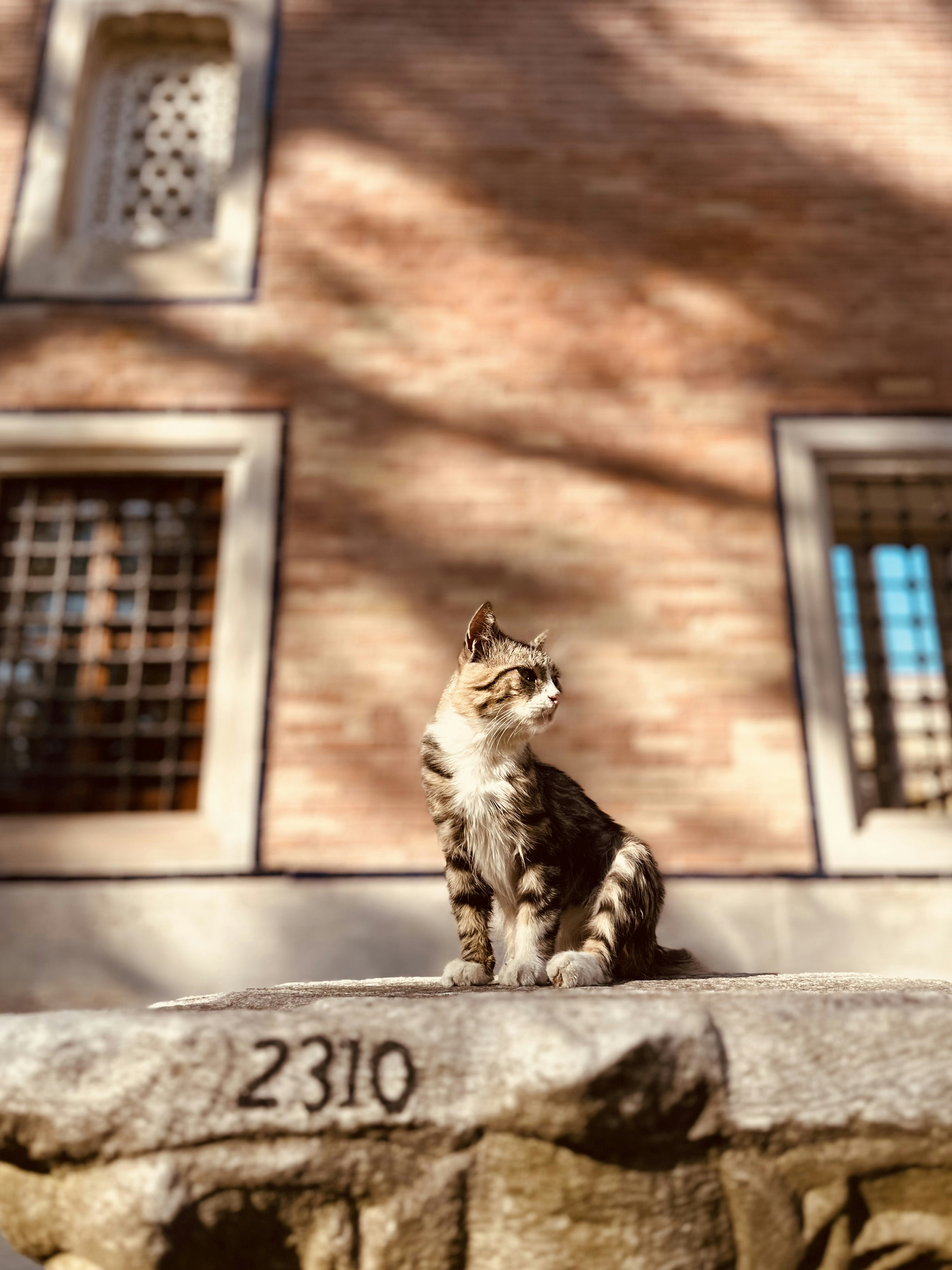 Resilient Feline Silhouette Guarding a Stone Gate