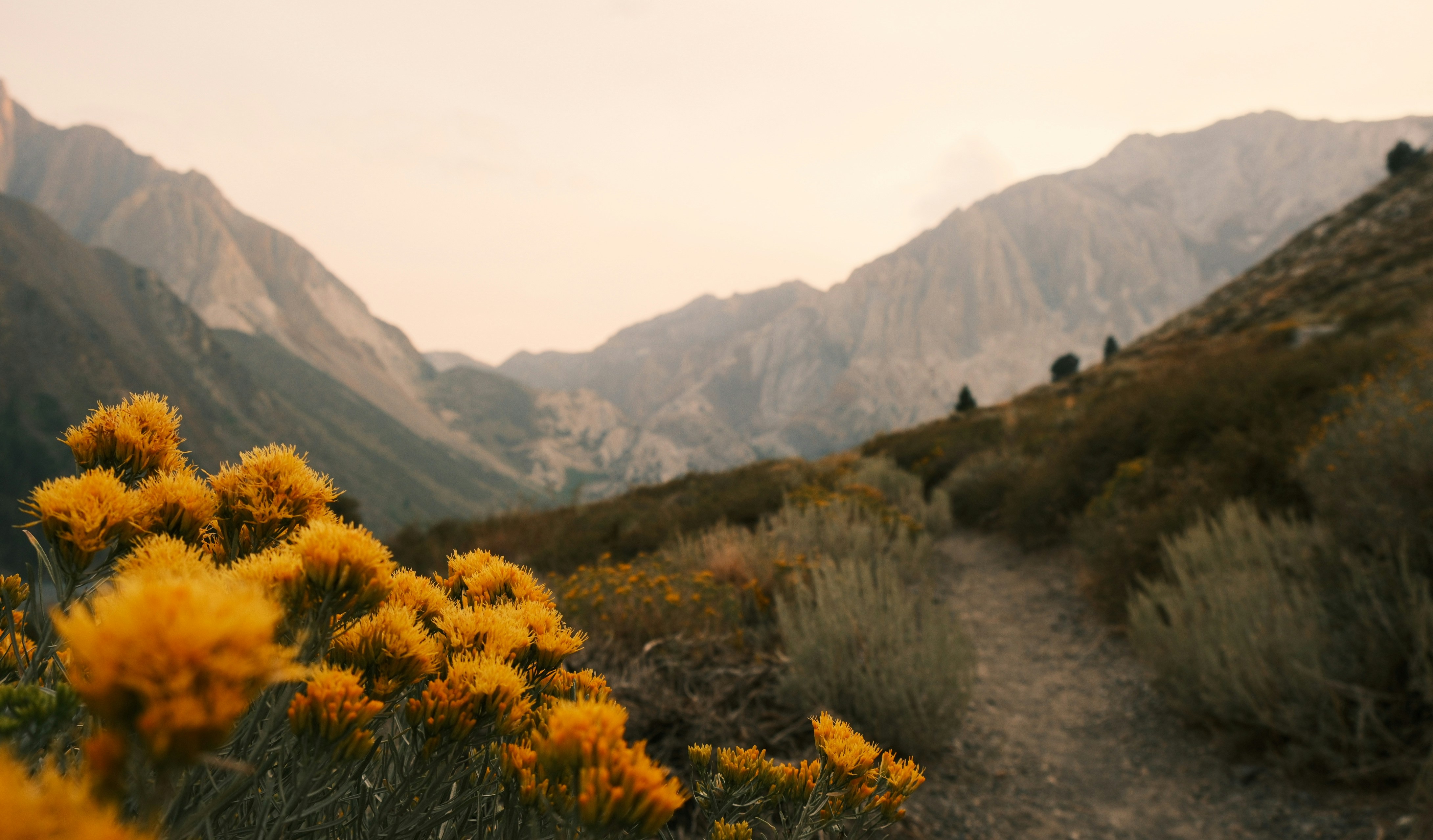Golden Blooms Amidst Mountain Majesty