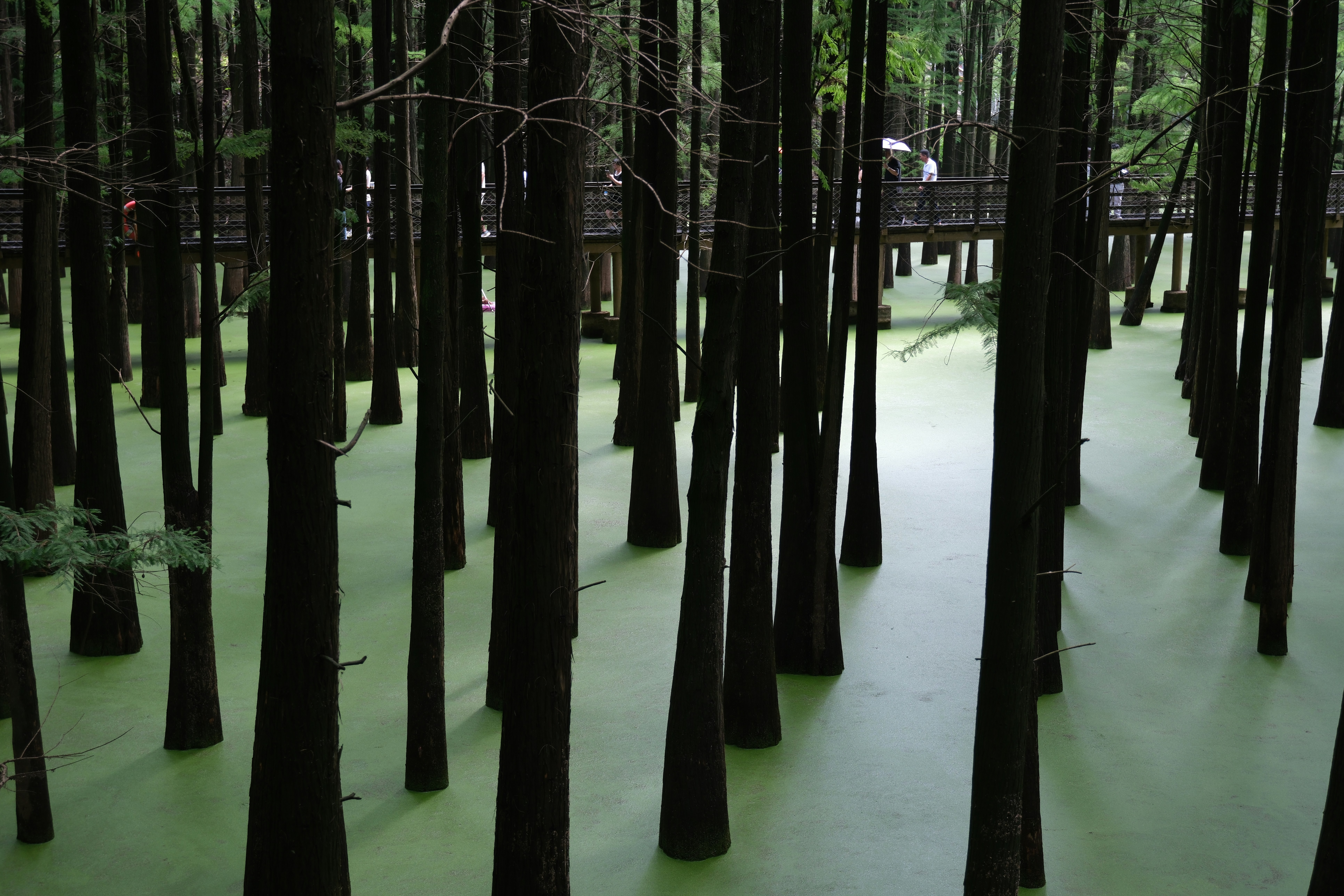 Emerald Swale: A pine-swamp boardwalk weaving through stillness