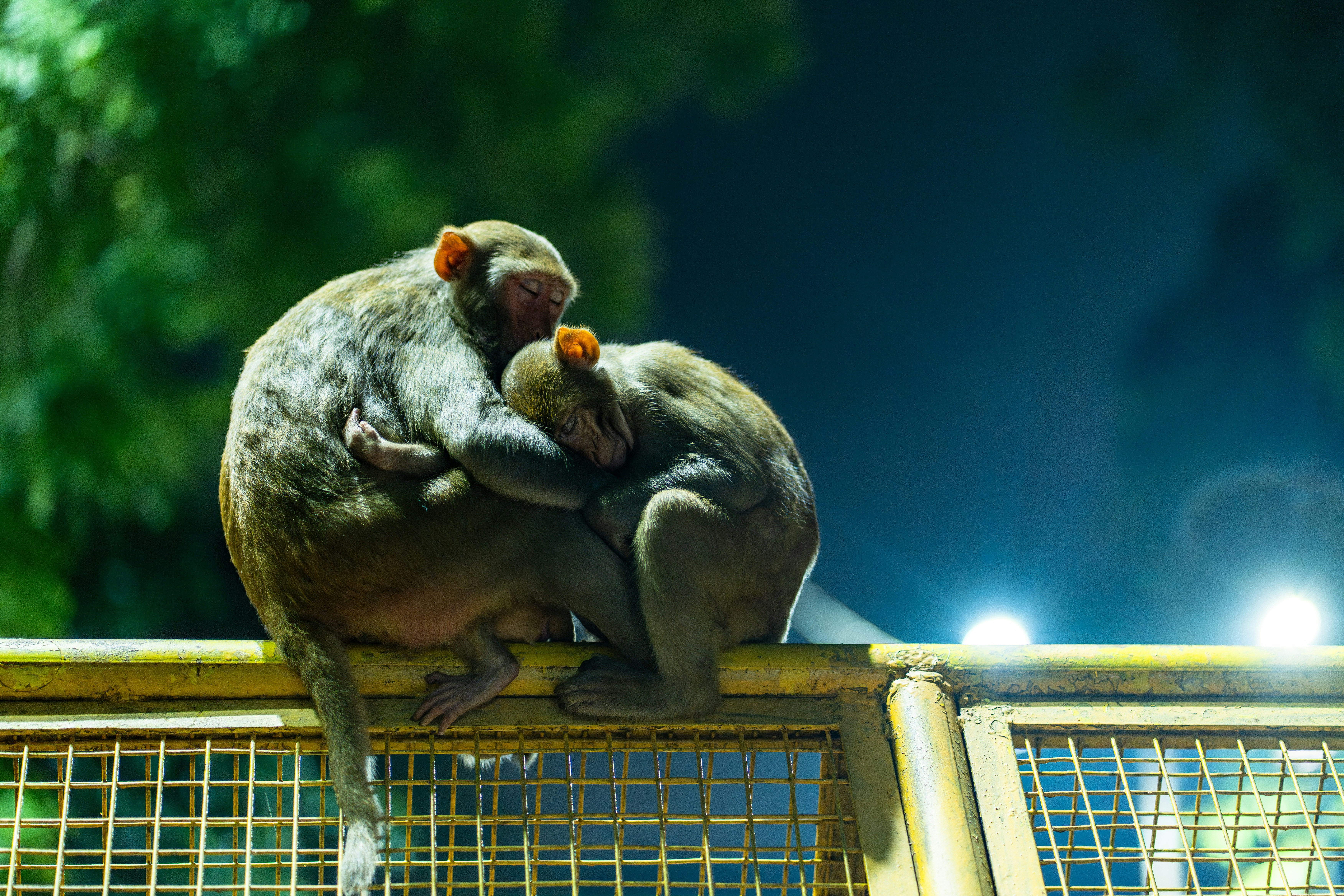 Two monkeys embracing on a railing at night.
