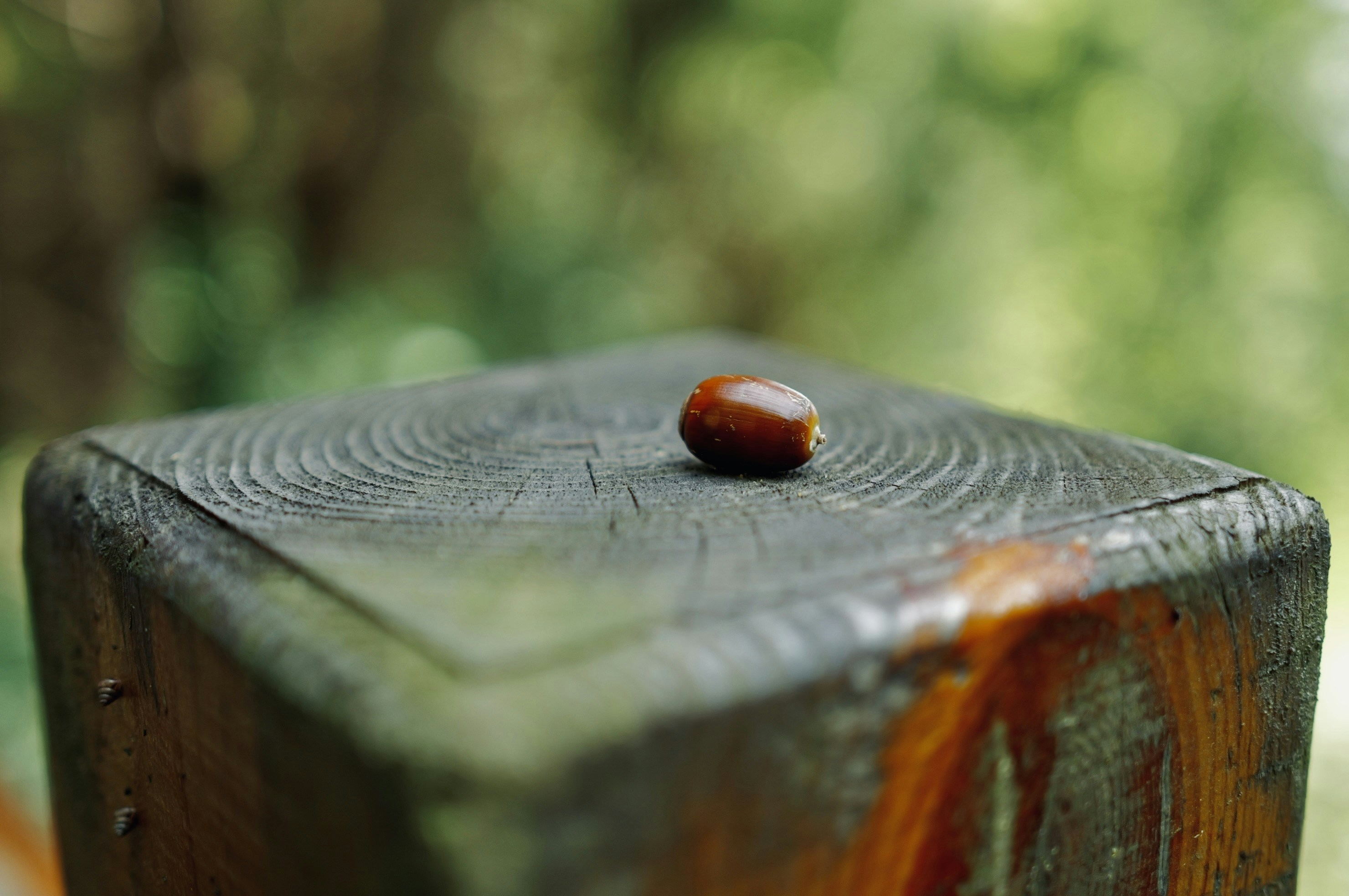 Single seed on weathered cedar: a quiet moment on the stump