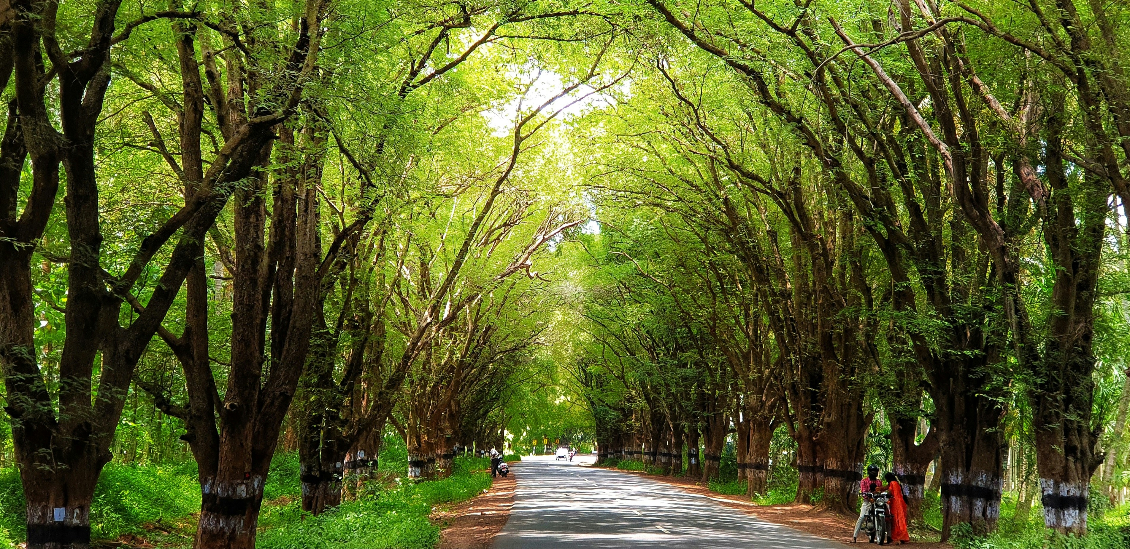Tree-lined road with sunlight filtering through leaves.