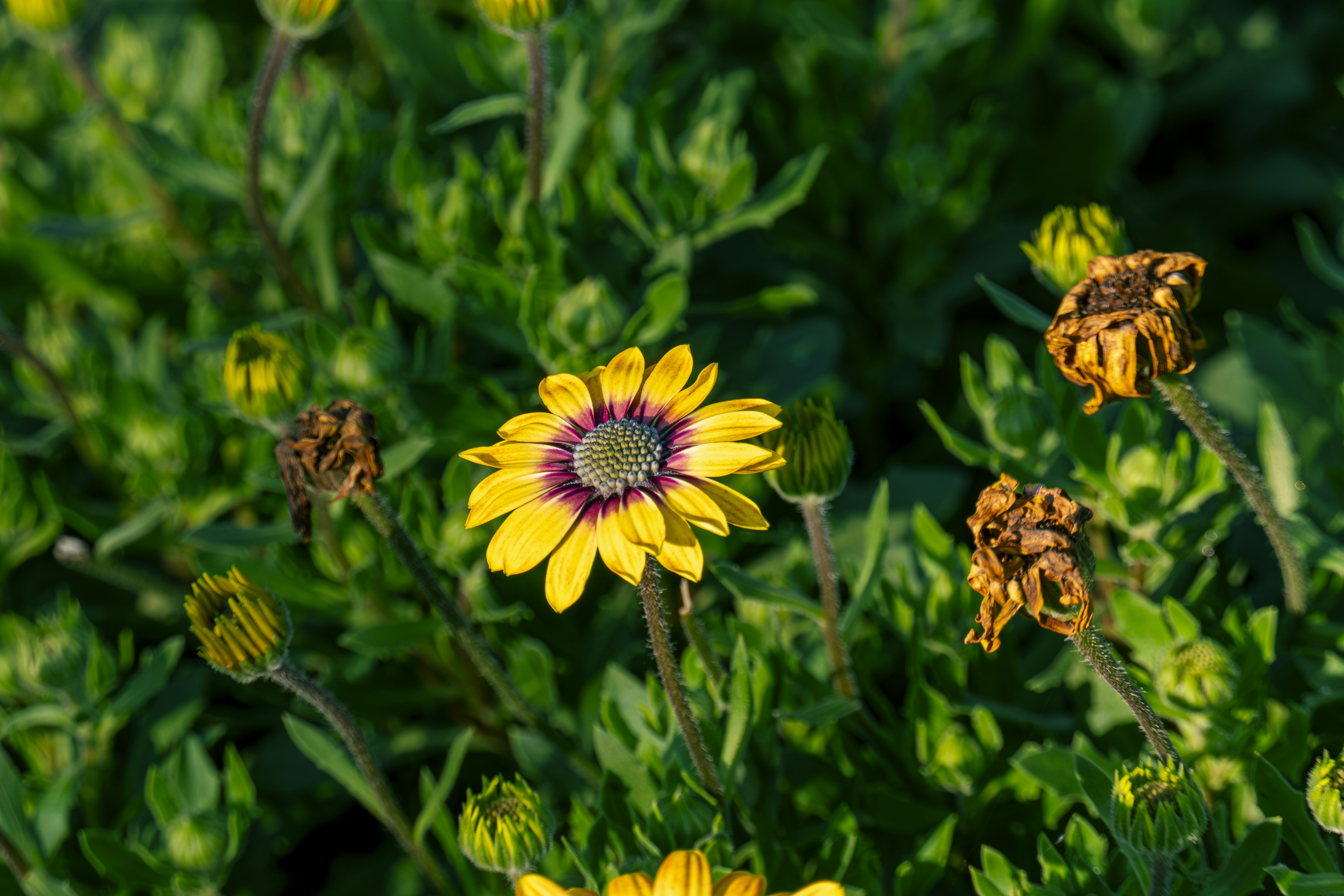 An Osteospermum (Cape Marigold / African Daisy) in full bloom with warm sunlight. The daisy is surrounded by other daisies at various stages of life. | A single yellow flower blooms among green foliage.