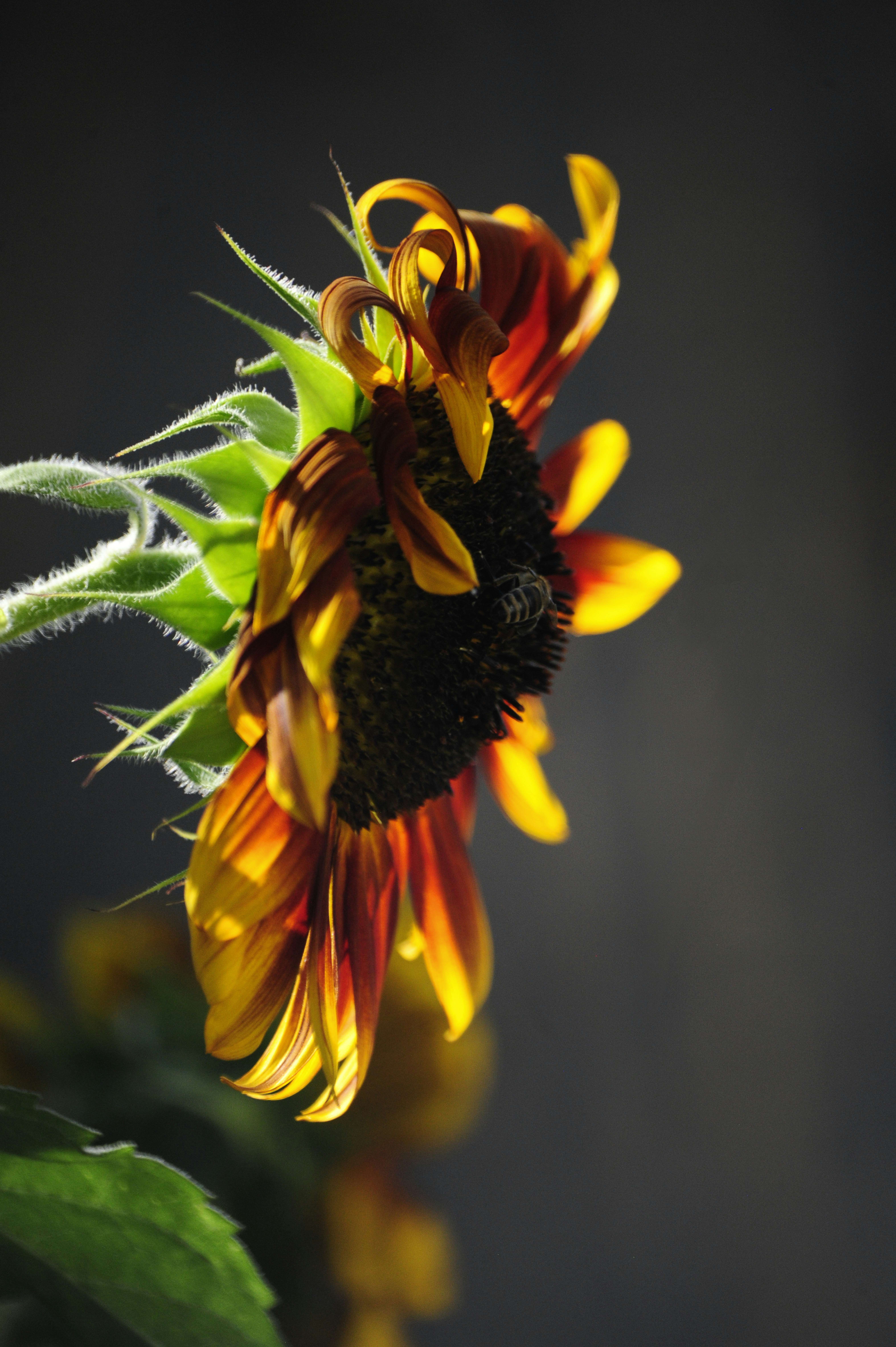 Whispers of Autumn: The Sunflower's Last Stand