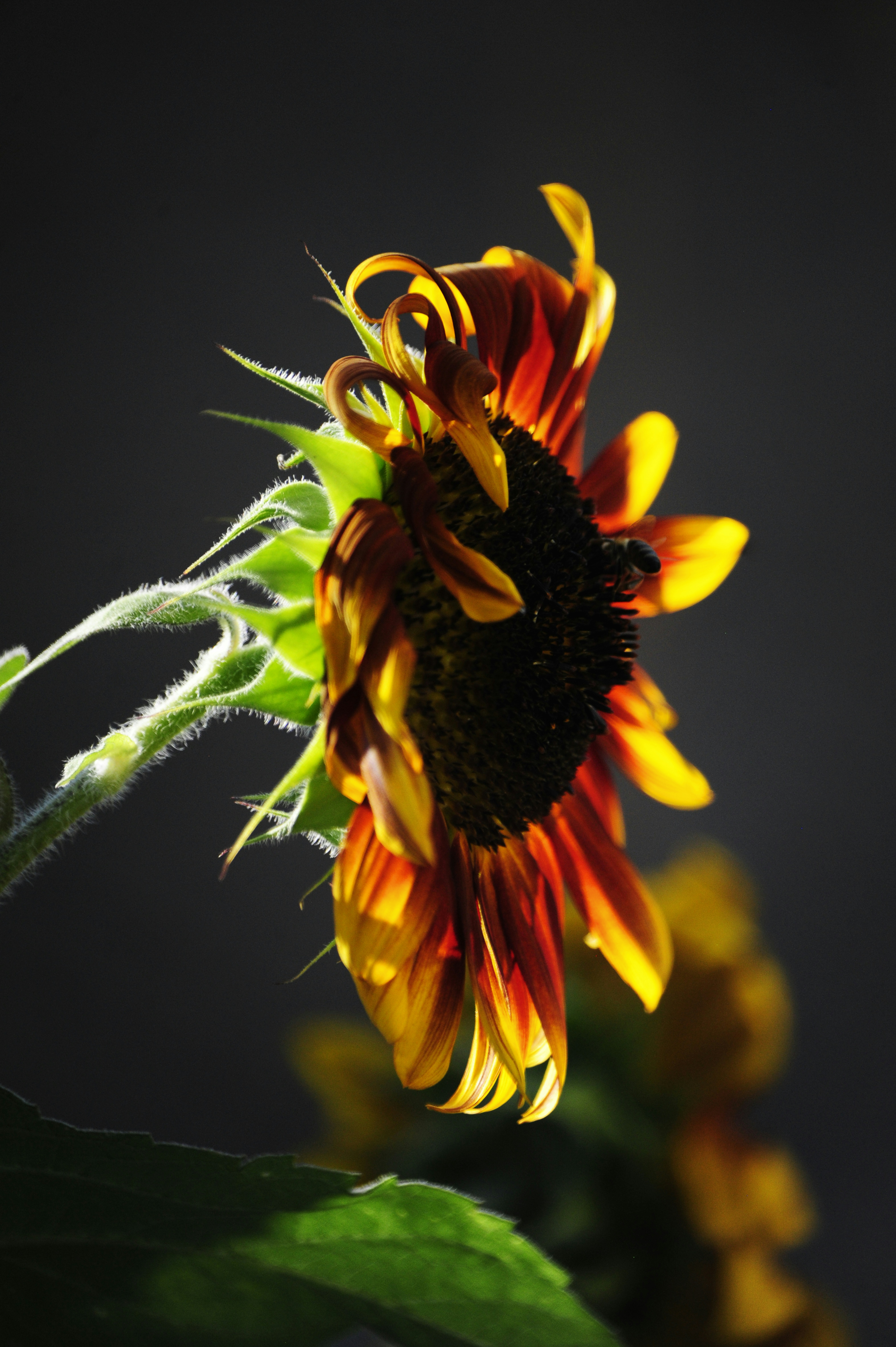 Ember-Hued Elegance: A Sunflower's Radiance