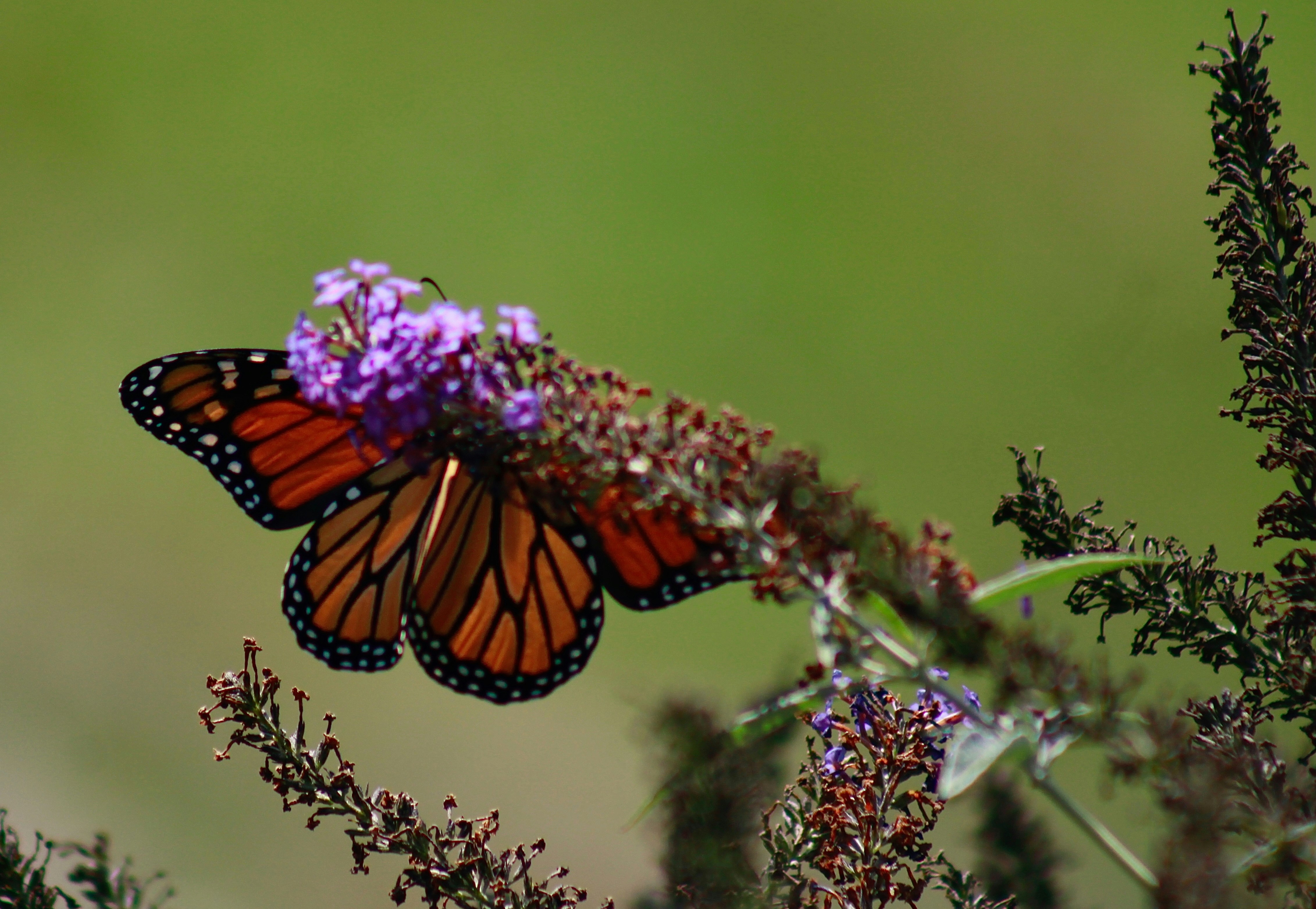 Nature's Delicate Dancer