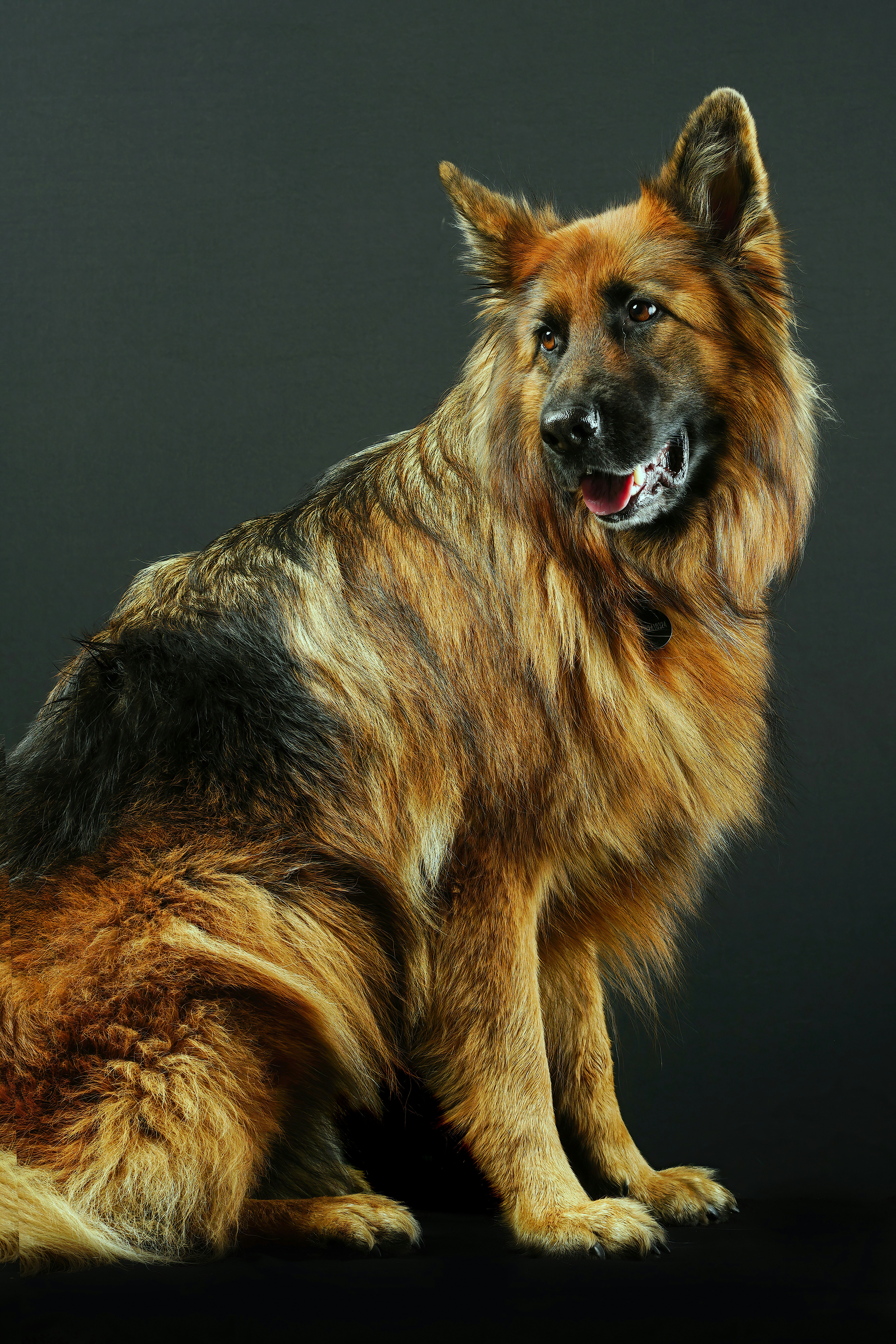 Regal Presence: The Noble Canine