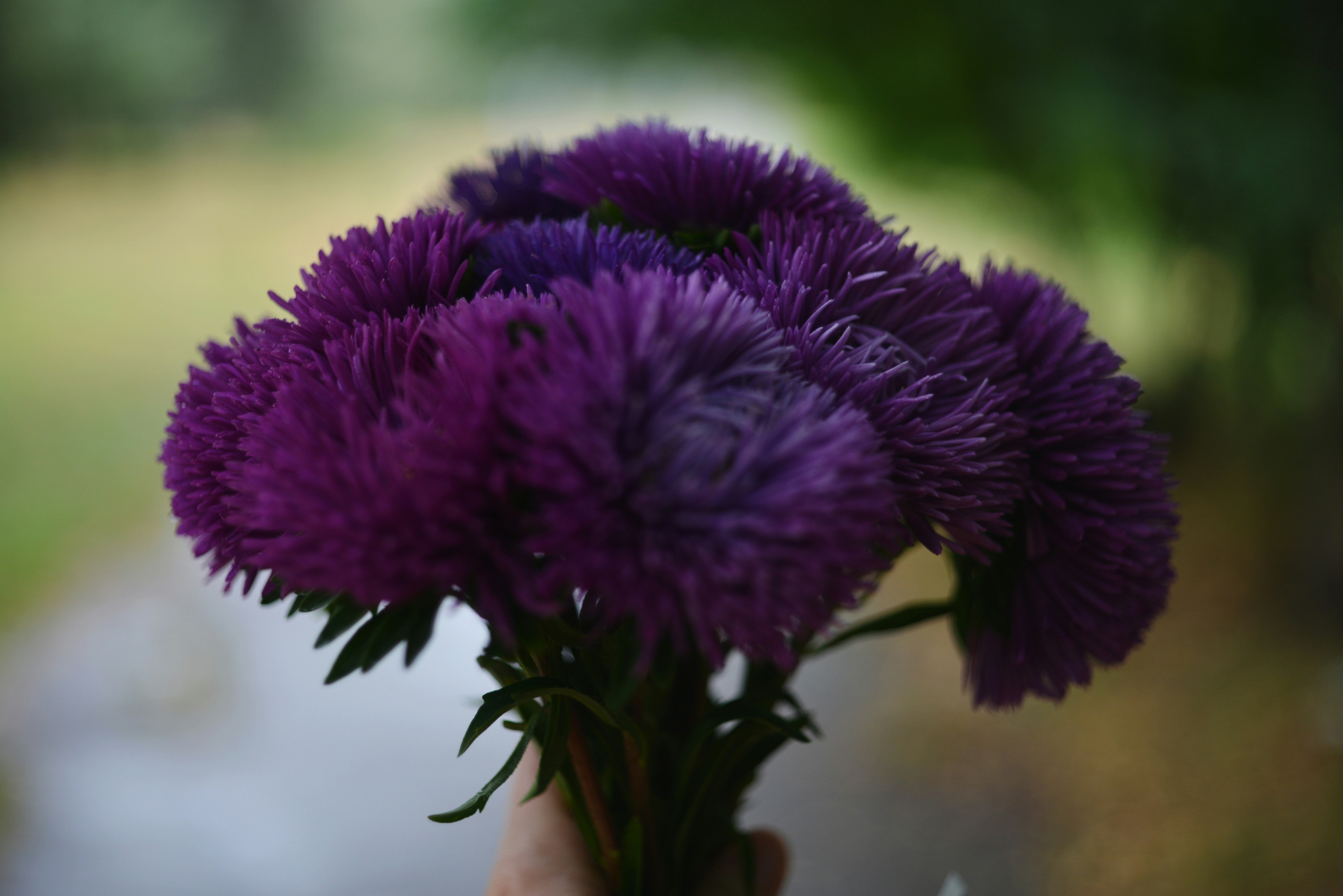 Vibrant Blooms in Hand: A Touch of Nature's Palette