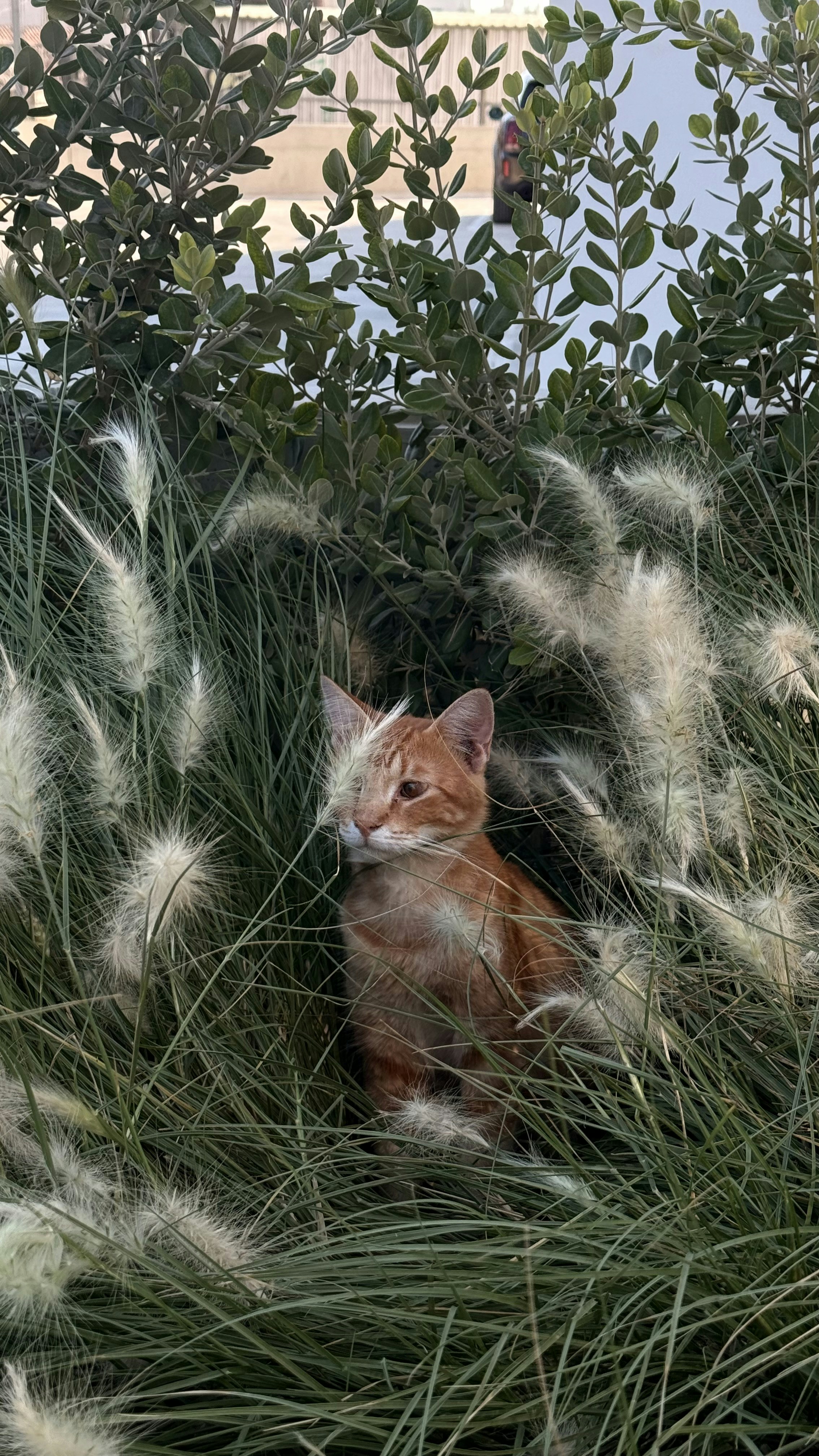 Whiskered Wanderer Amidst Nature's Embrace