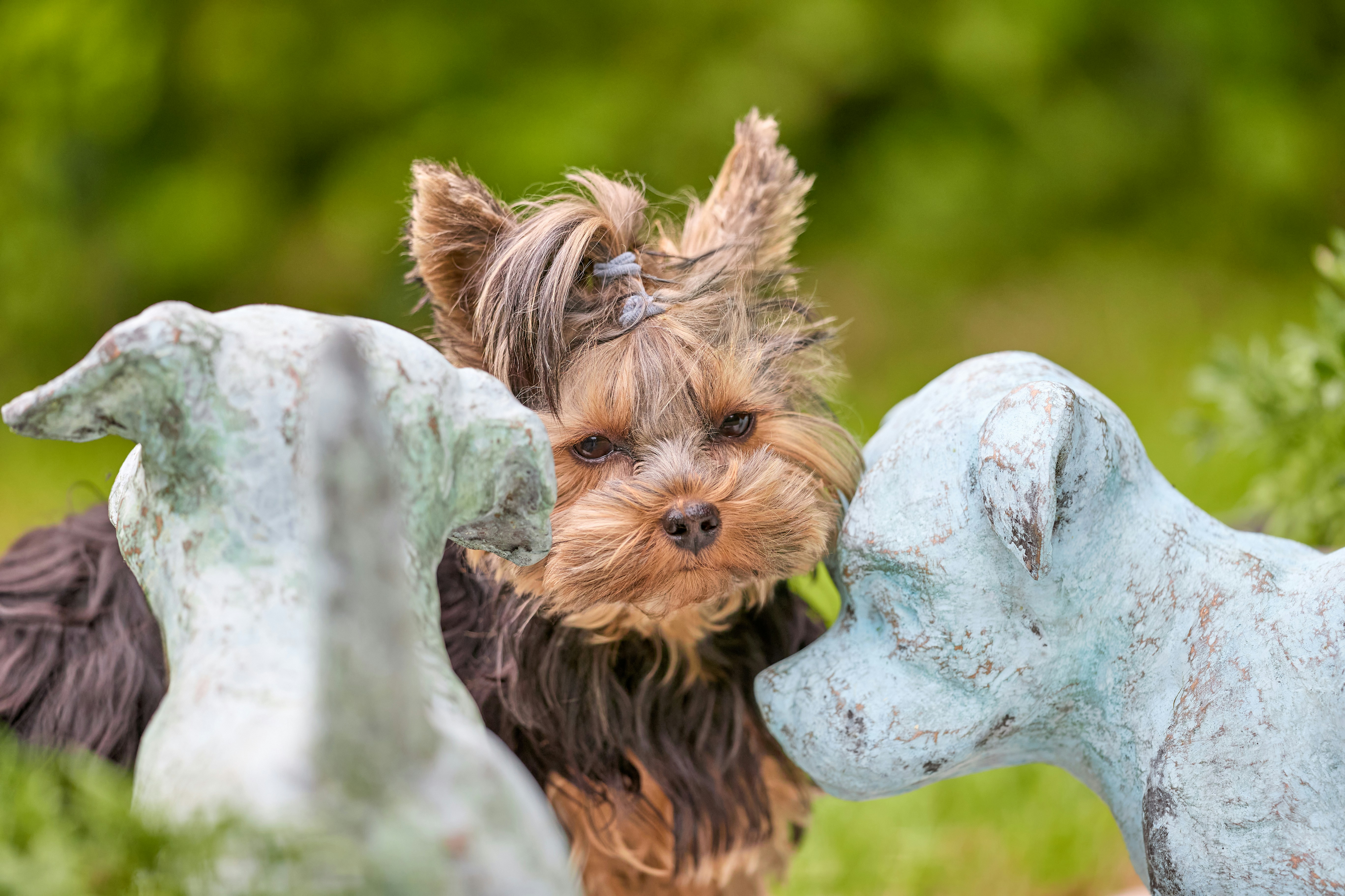 An adorable Yorkie puppy with a bow in its hair peeks between two weathered dog statues in a garden. The small dog has a curious and direct gaze. | A small yorkshire terrier puppy between two dog statues.