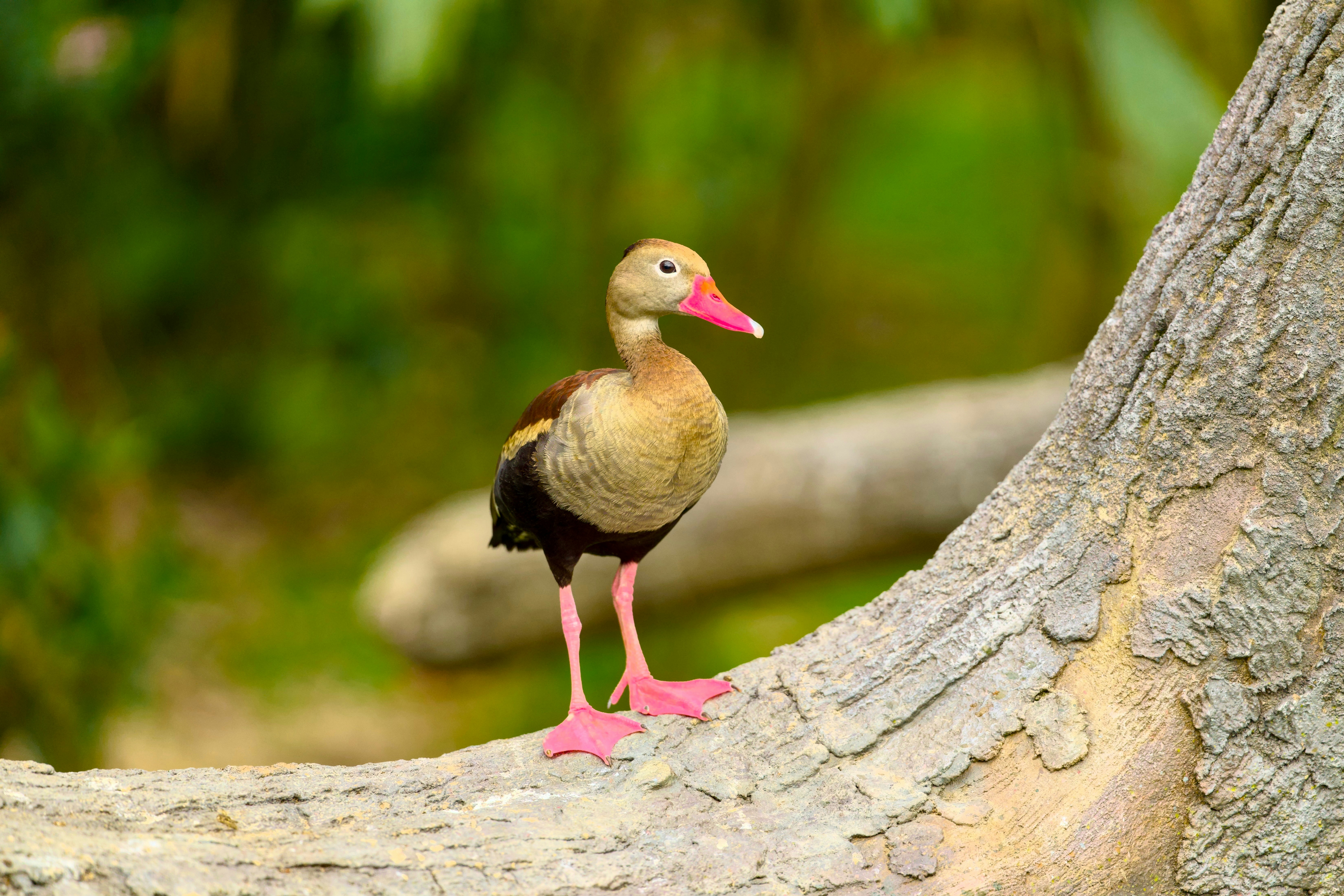 A black-bellied whistling duck perches gracefully on a textured tree branch, showcasing its distinctive pink bill and legs against a blurred green backdrop.