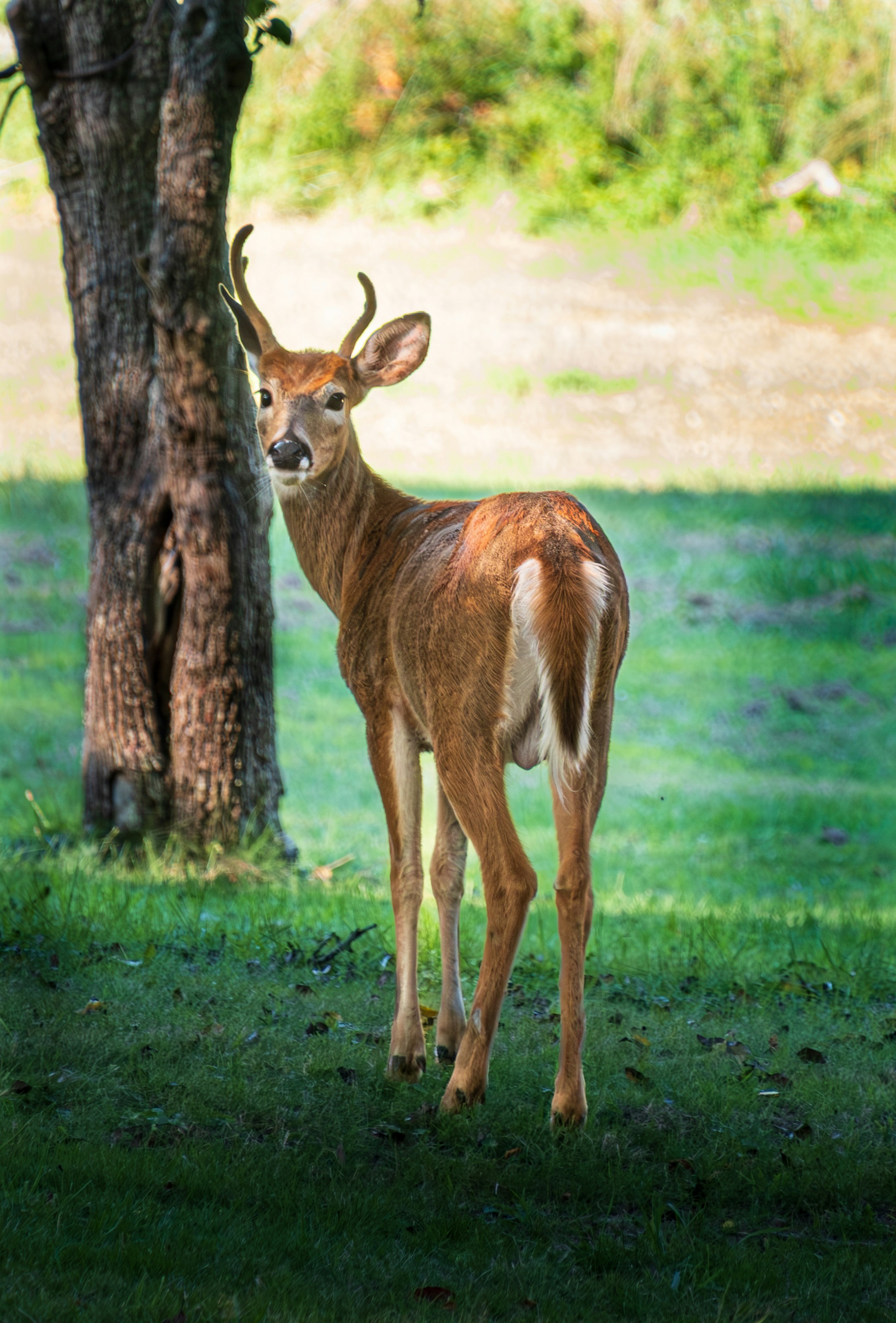 Whispers of the Forest: A Young Buck's Solitude