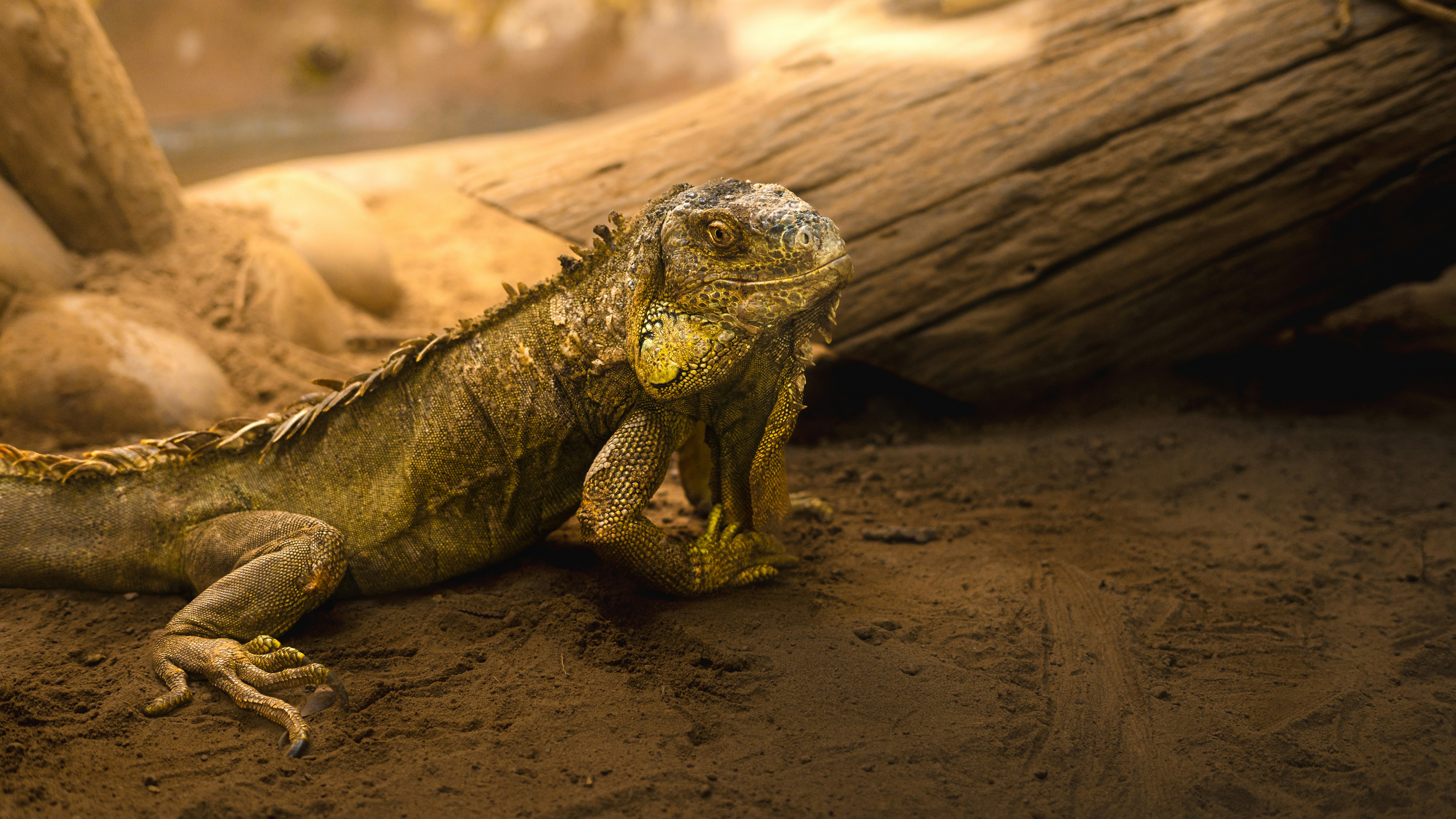 Serpent of the Sands: A Lizard's Resilience