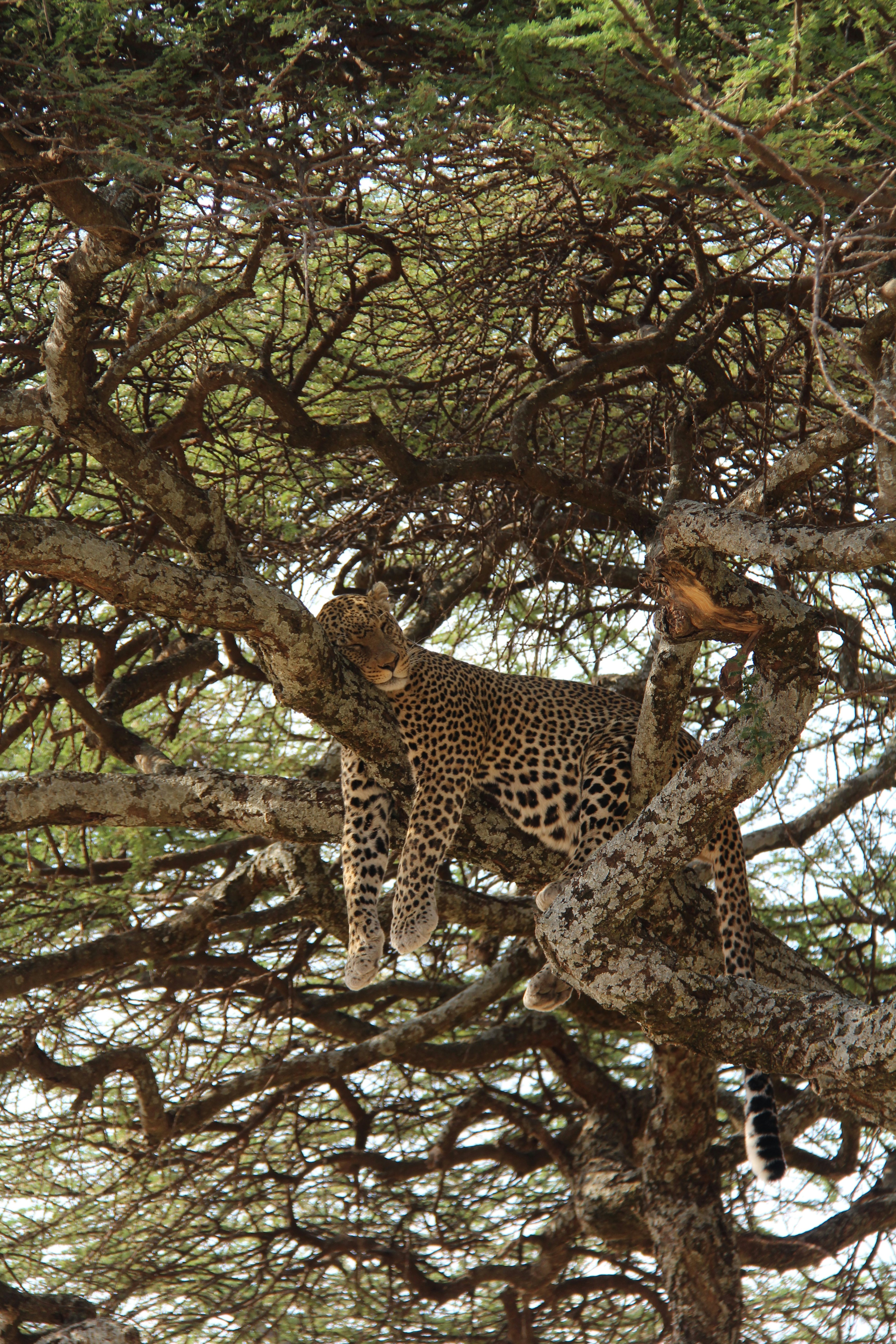 Leopard's Languid Perch Amidst Twisted Branches