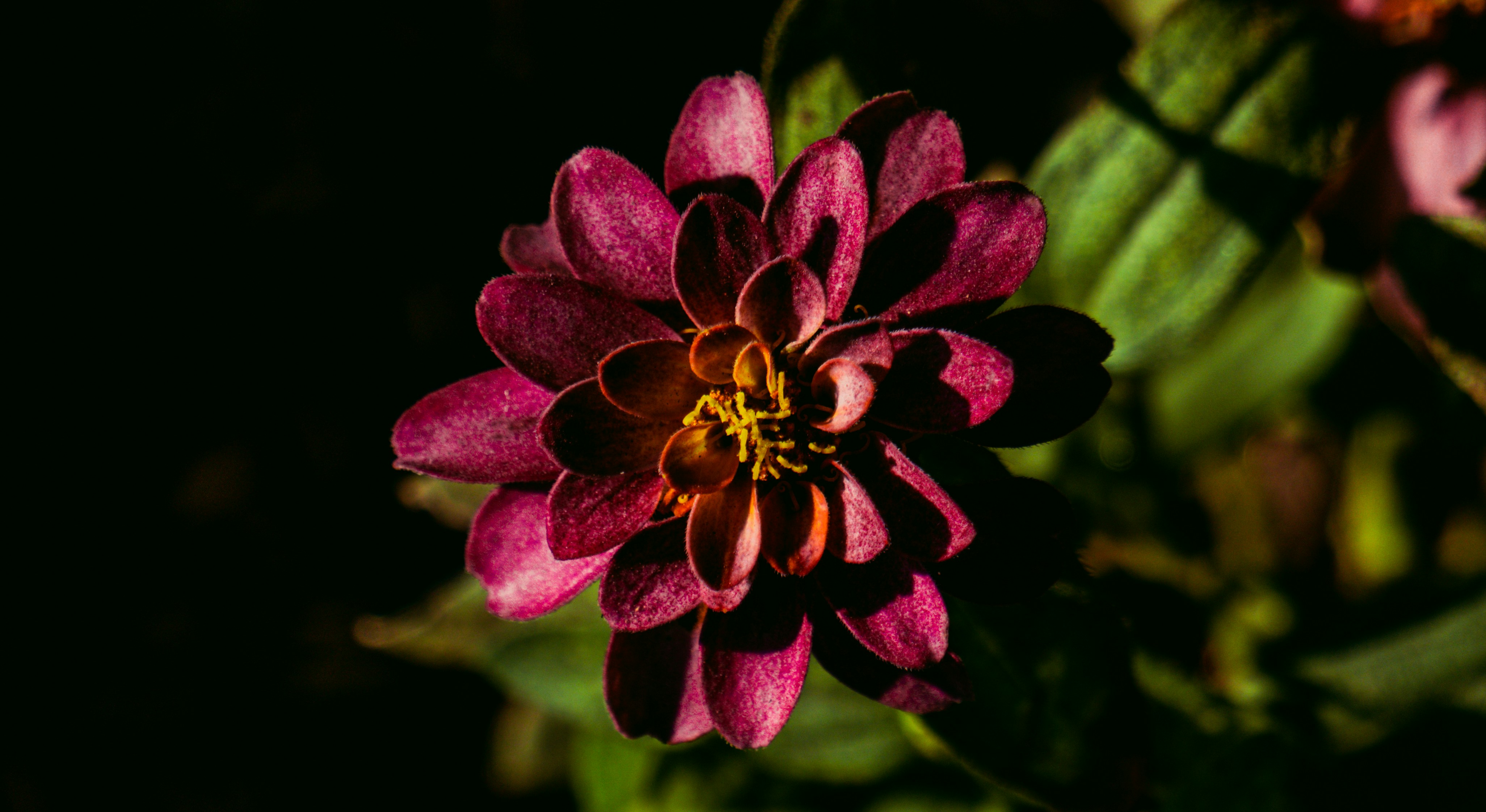 Vibrant zinnia flower in deep maroon hues, illuminated by soft sunlight, surrounded by lush green foliage.