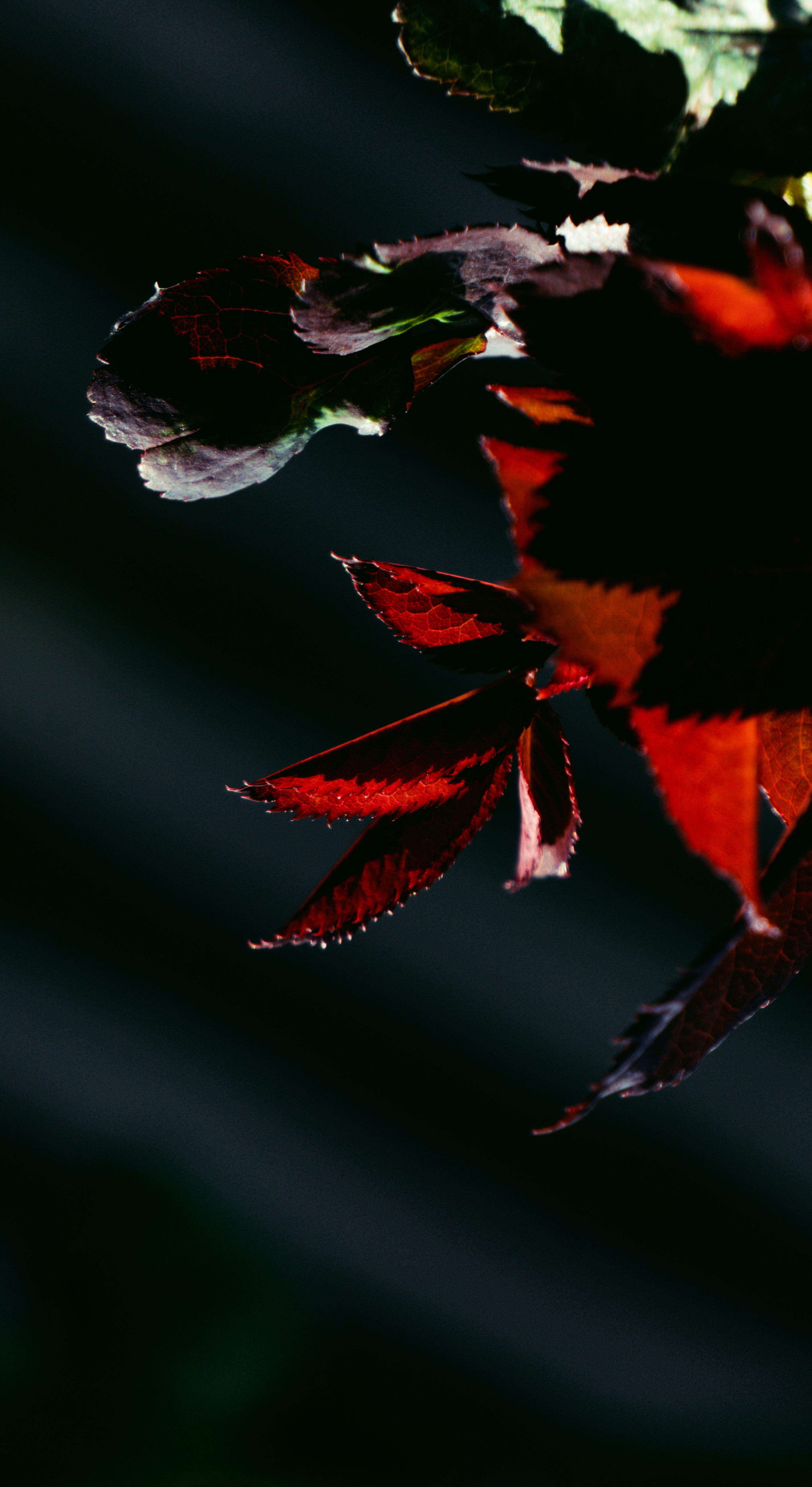 Dark red leaves with water droplets on black background