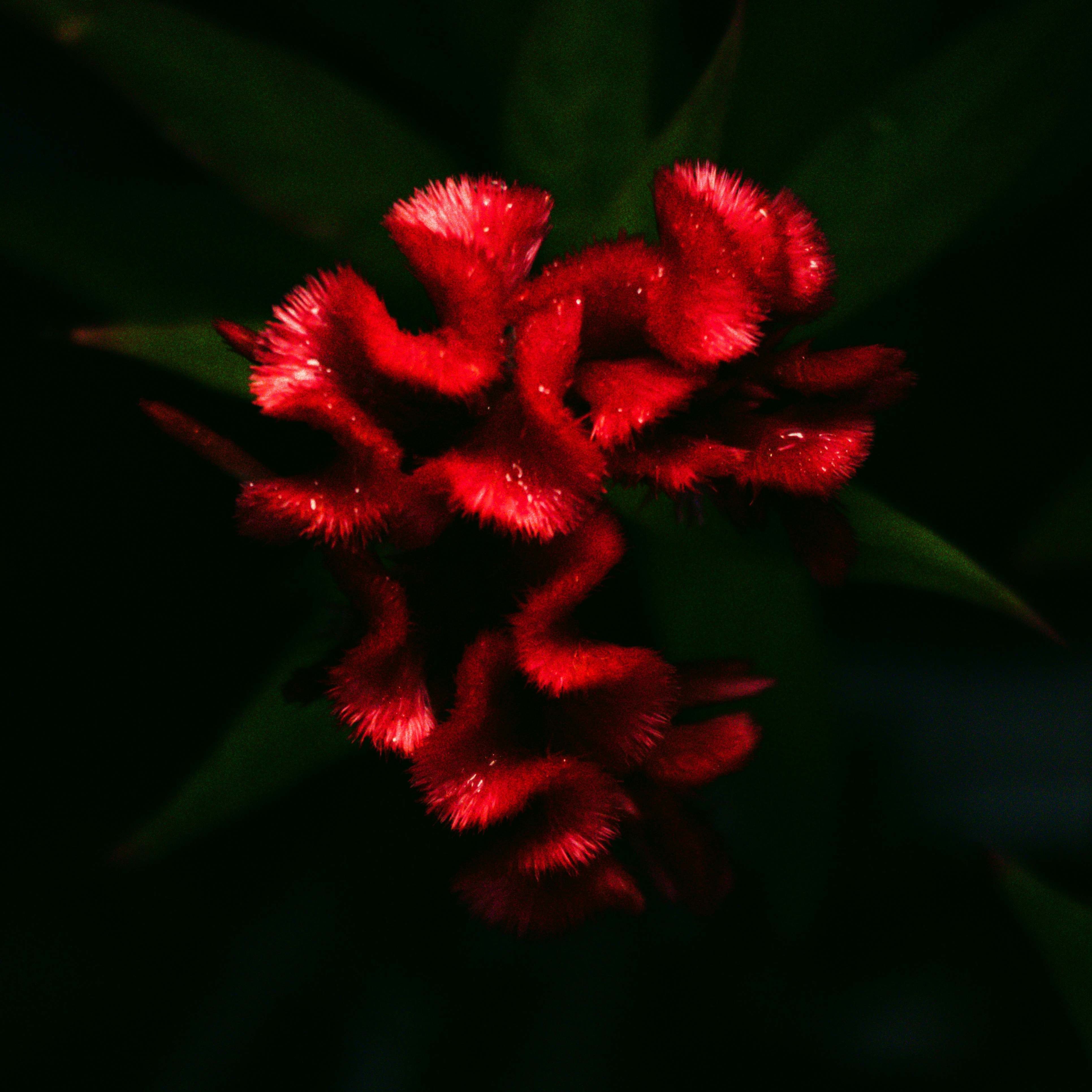 Crimson Curves: Nature's Velvet Touch
