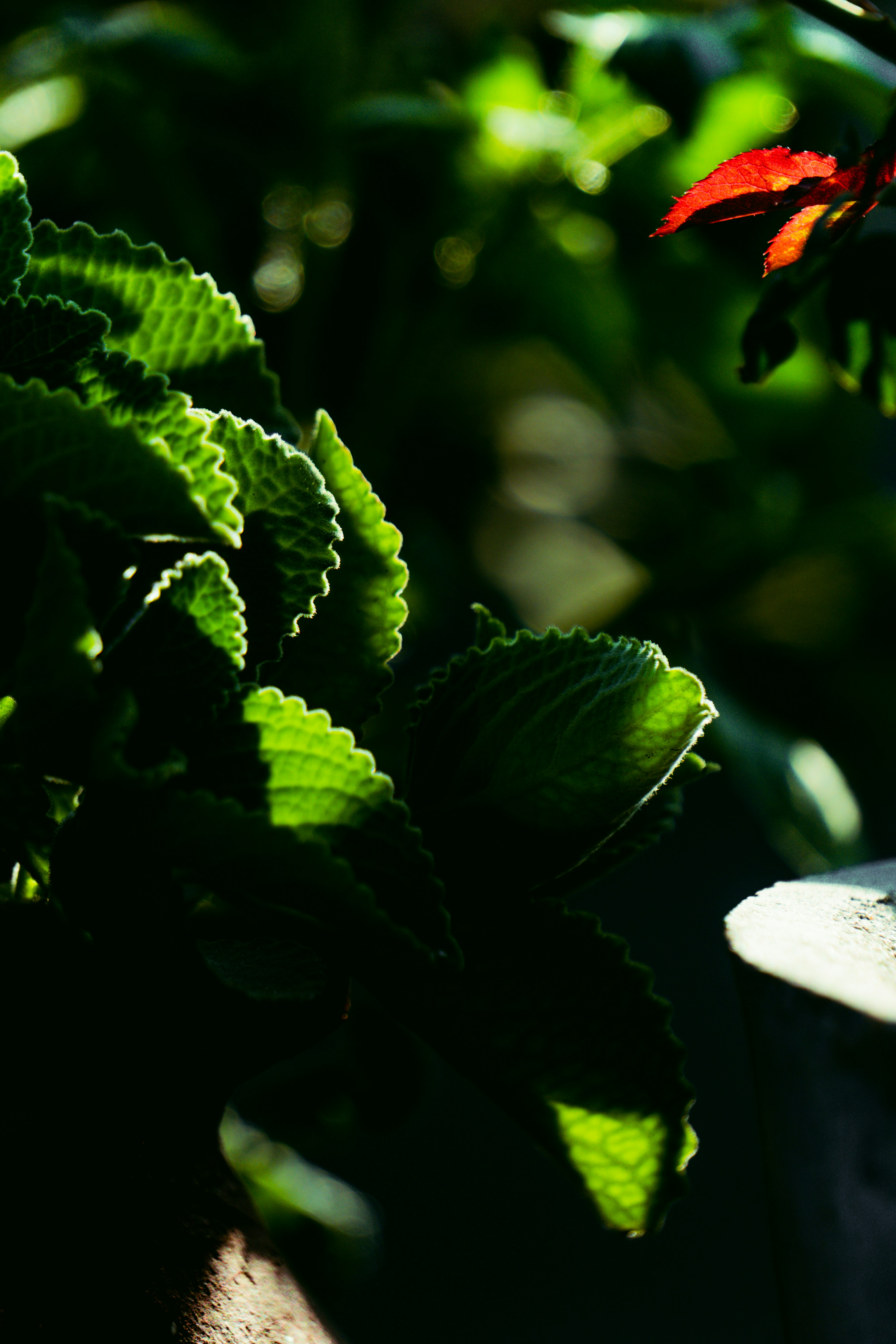 Sunlight illuminates textured green leaves with red foliage.