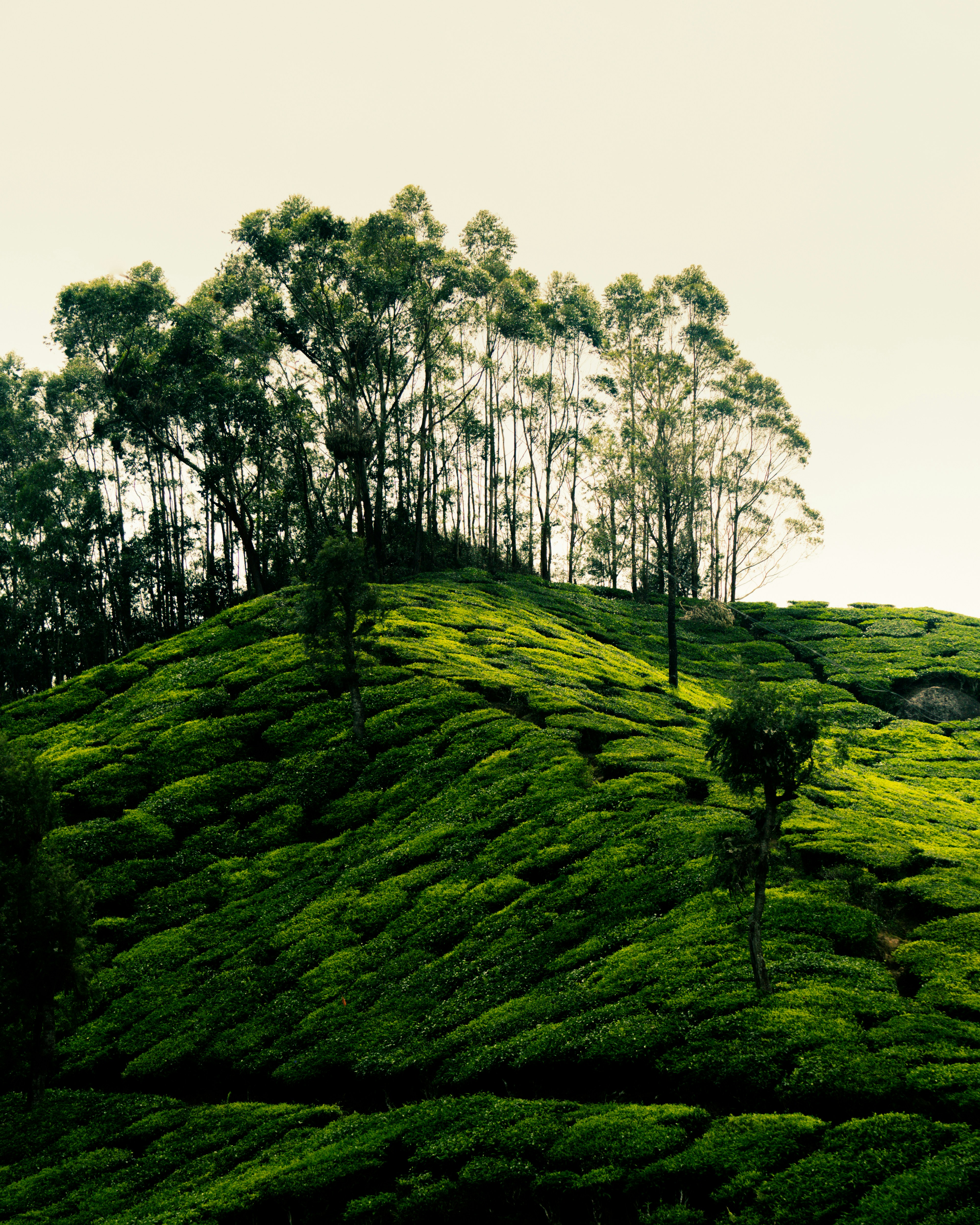 Lush green tea plantation on a hillside with trees.