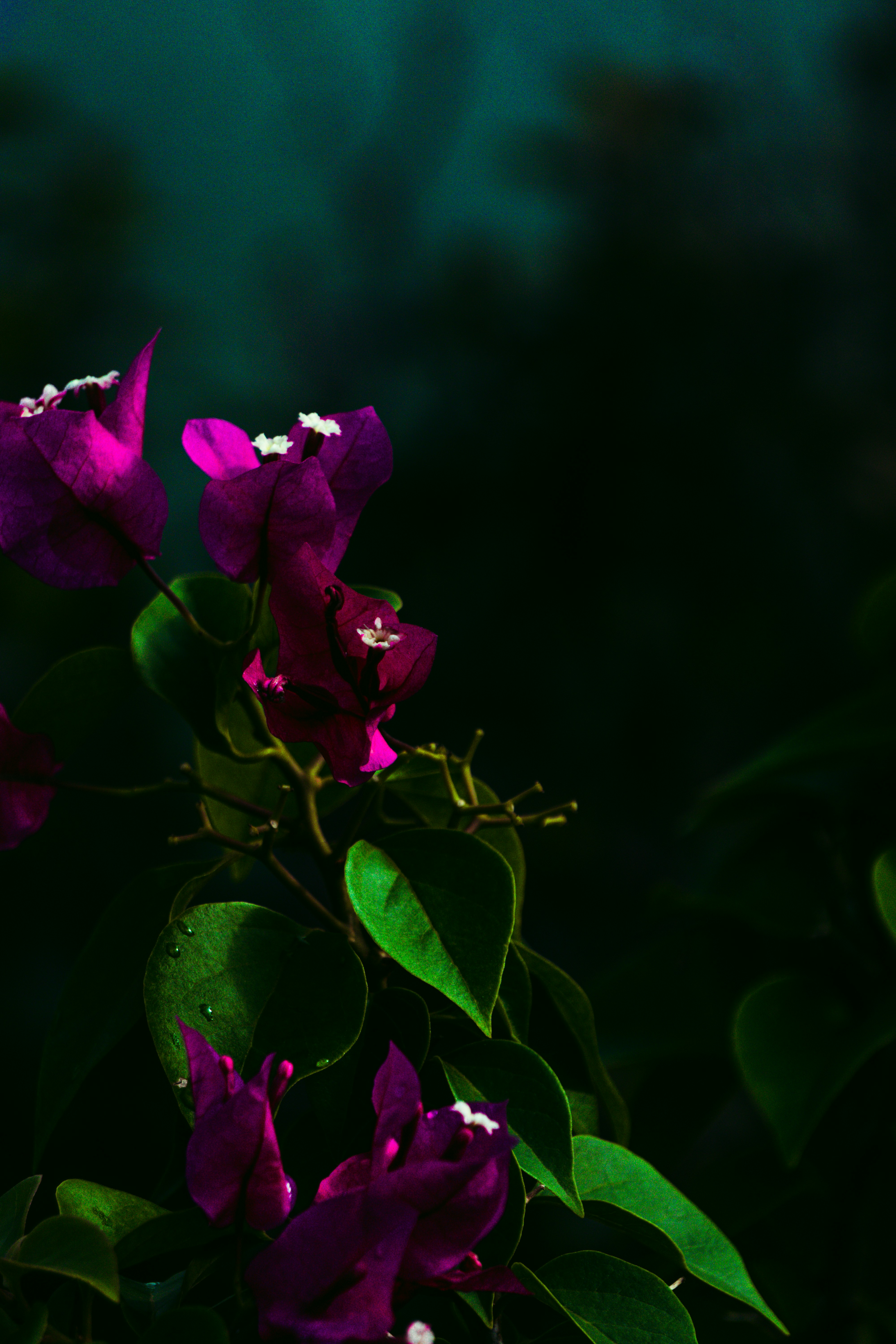 Whispers of Bougainvillea in Twilight