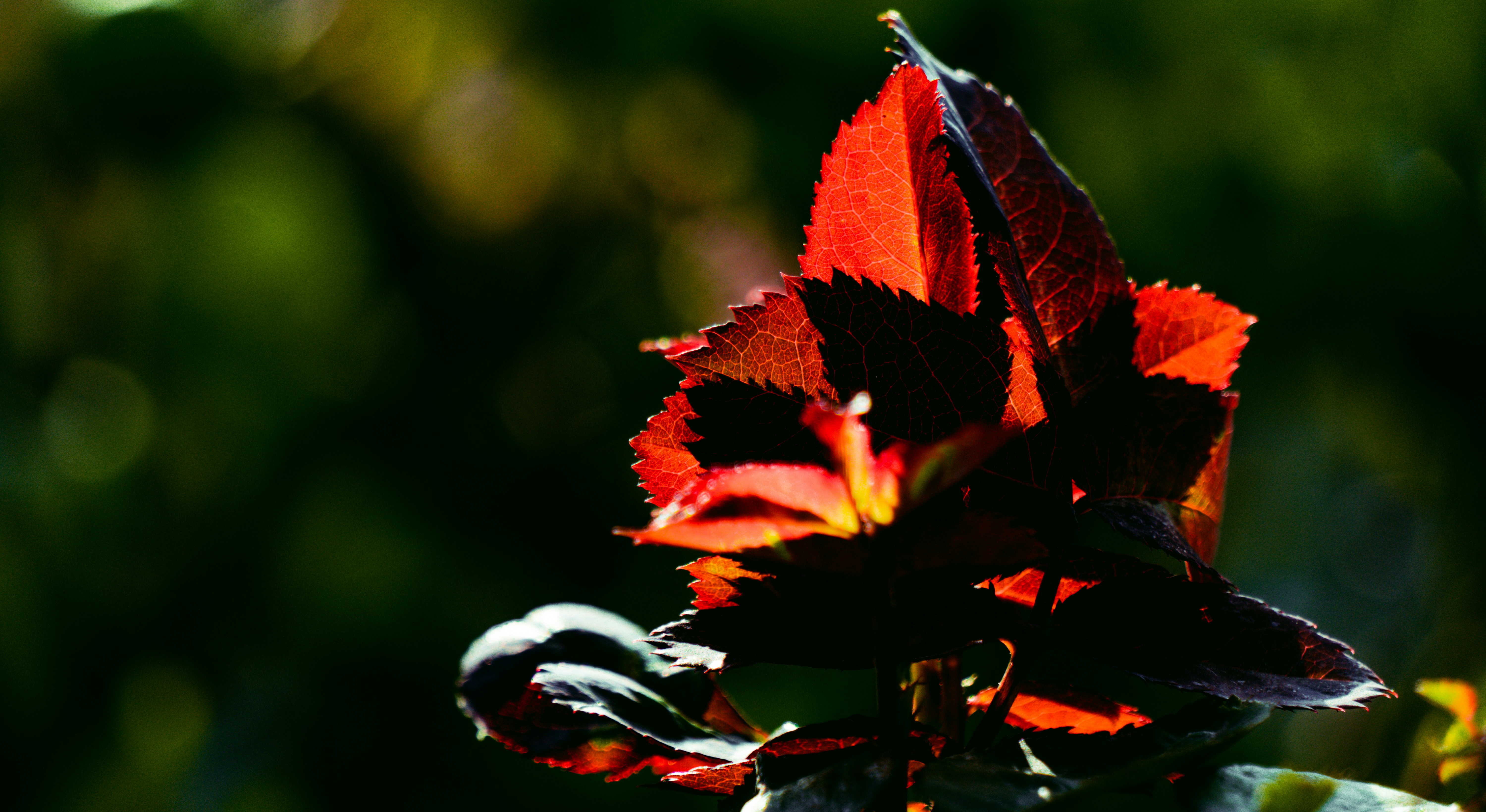 Crimson Whispers of Autumn