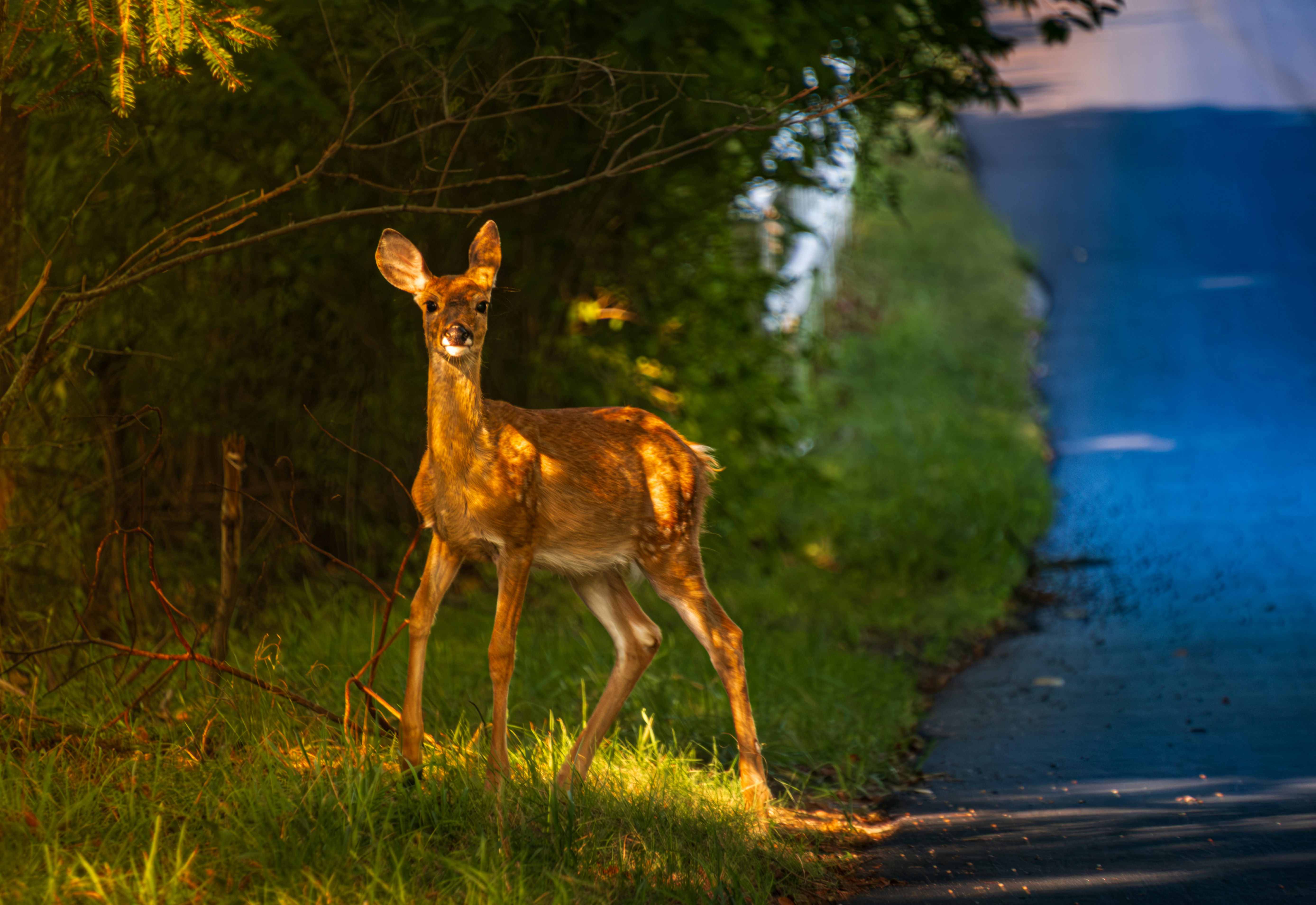 Whispers of the Wild: A Young Deer's Moment