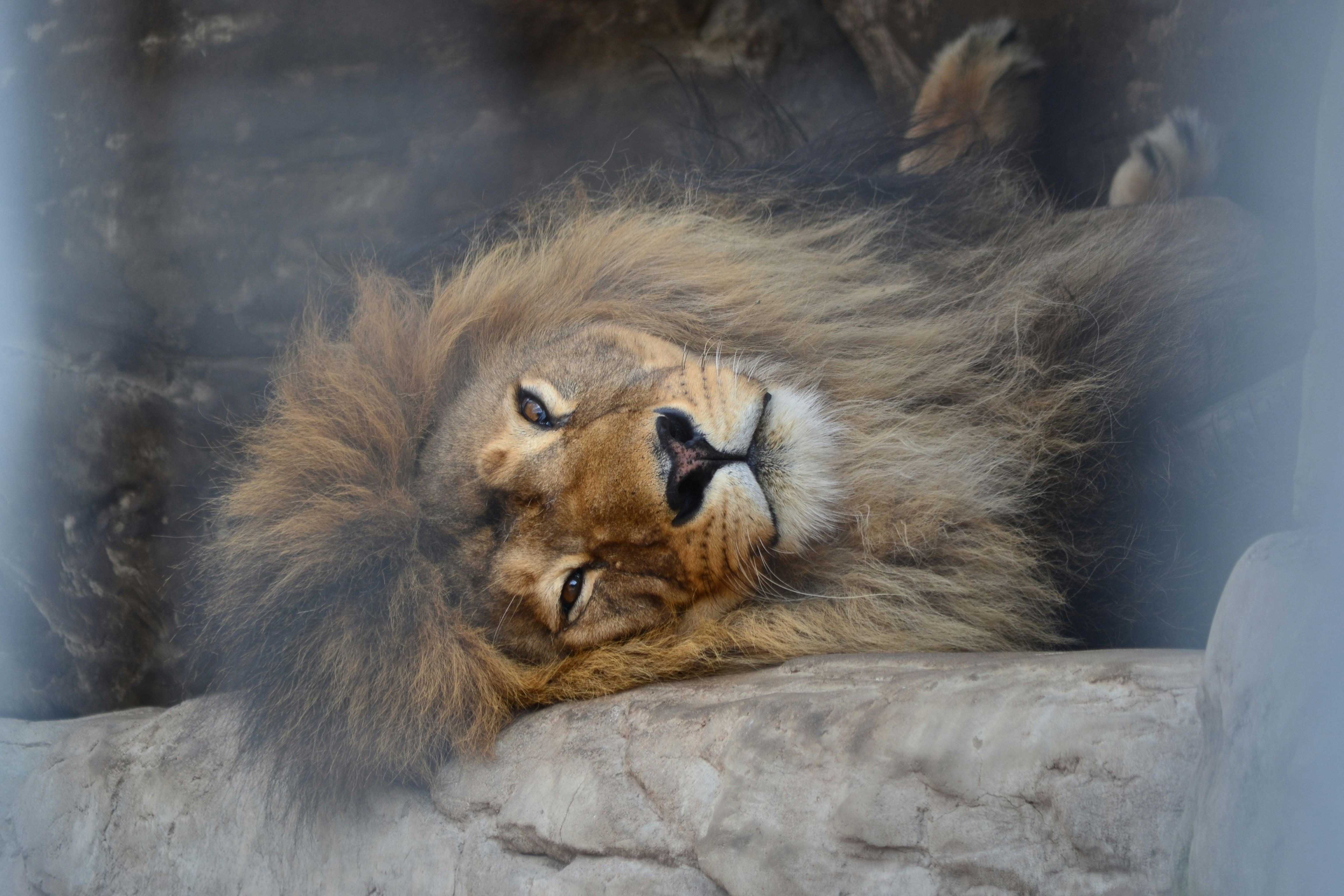 A lion with a large mane rests on rocks.
