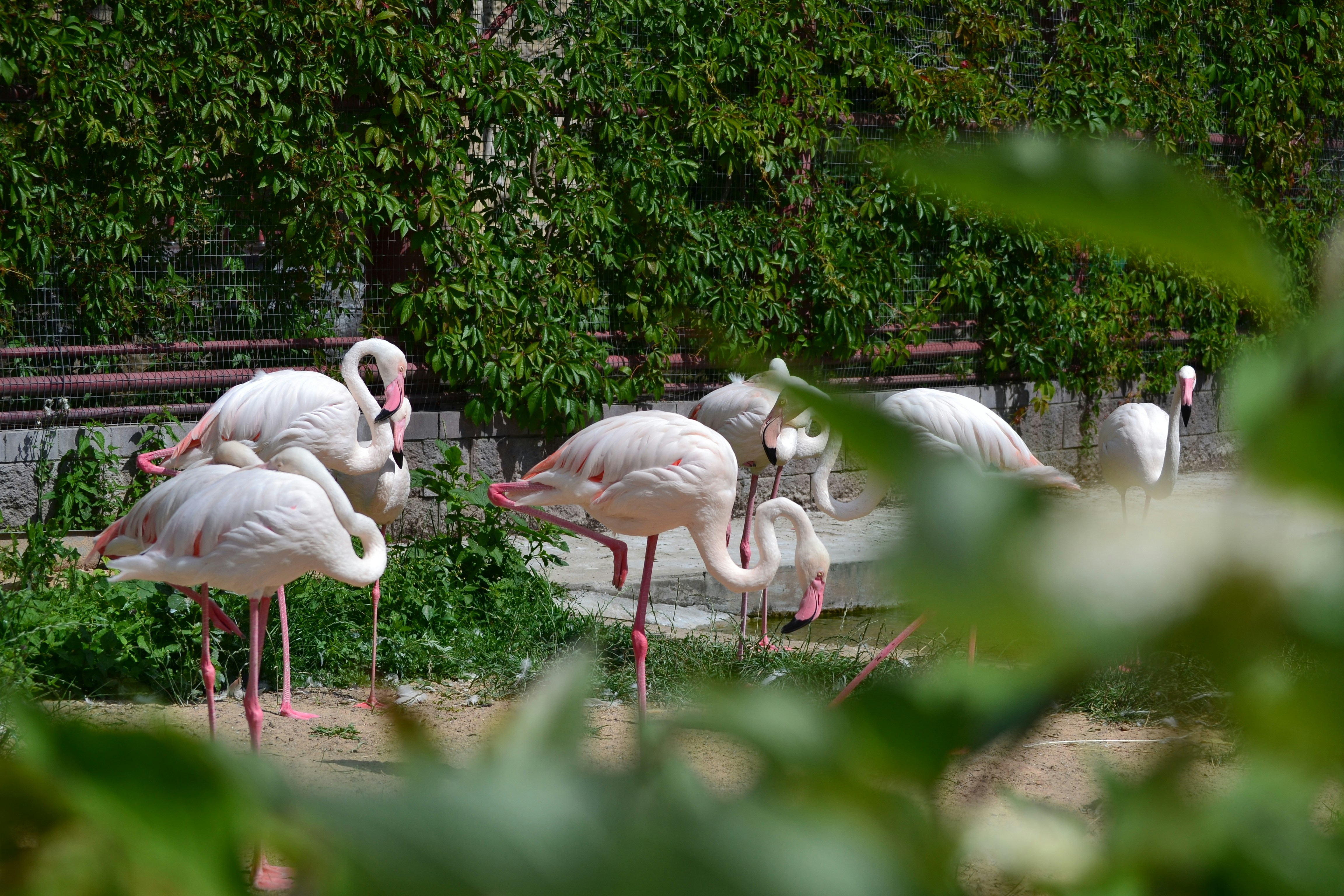 Serenity Among the Flamingos