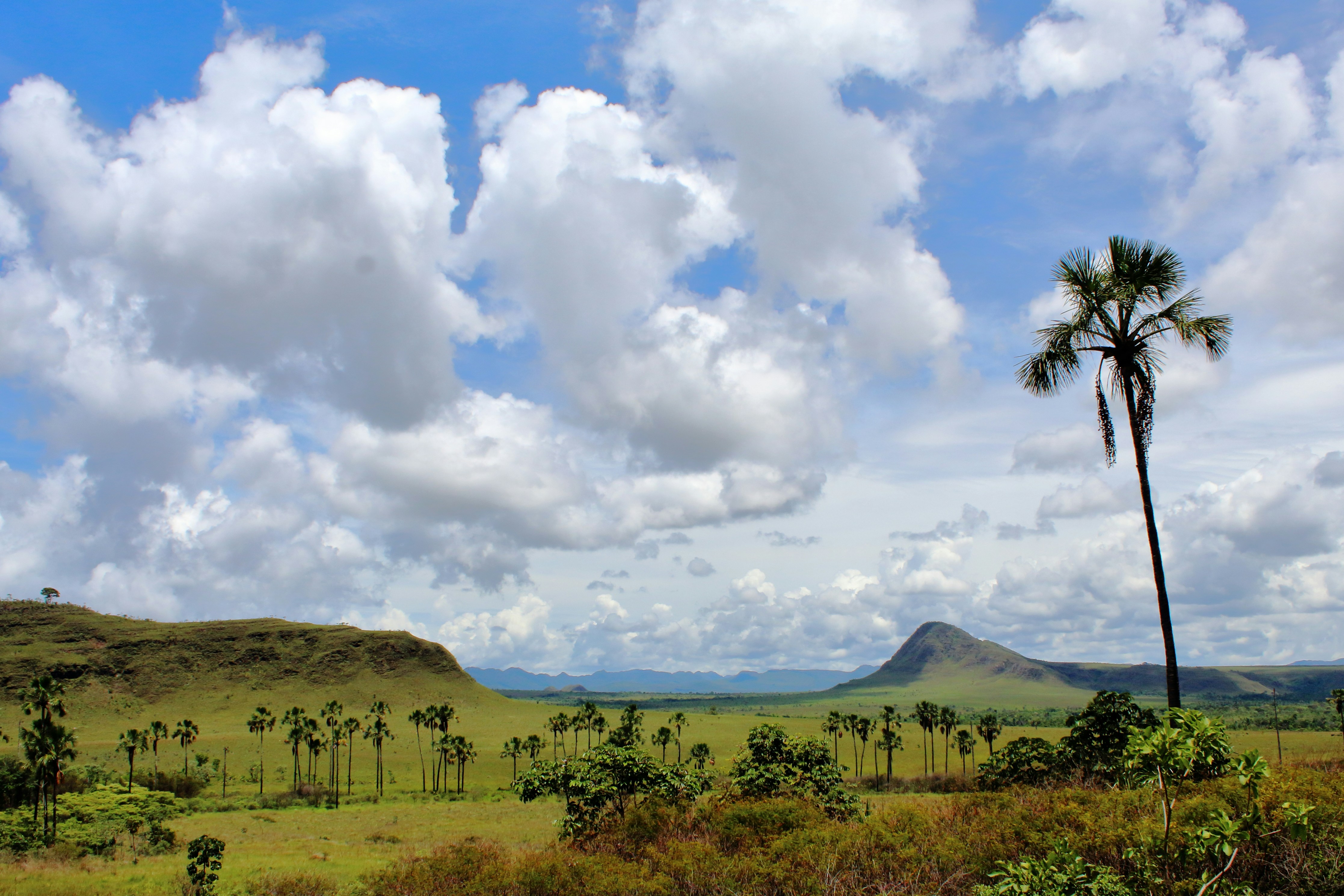 14 de dezembro de 2021 | Grassy plains with scattered palm trees under cloudy sky