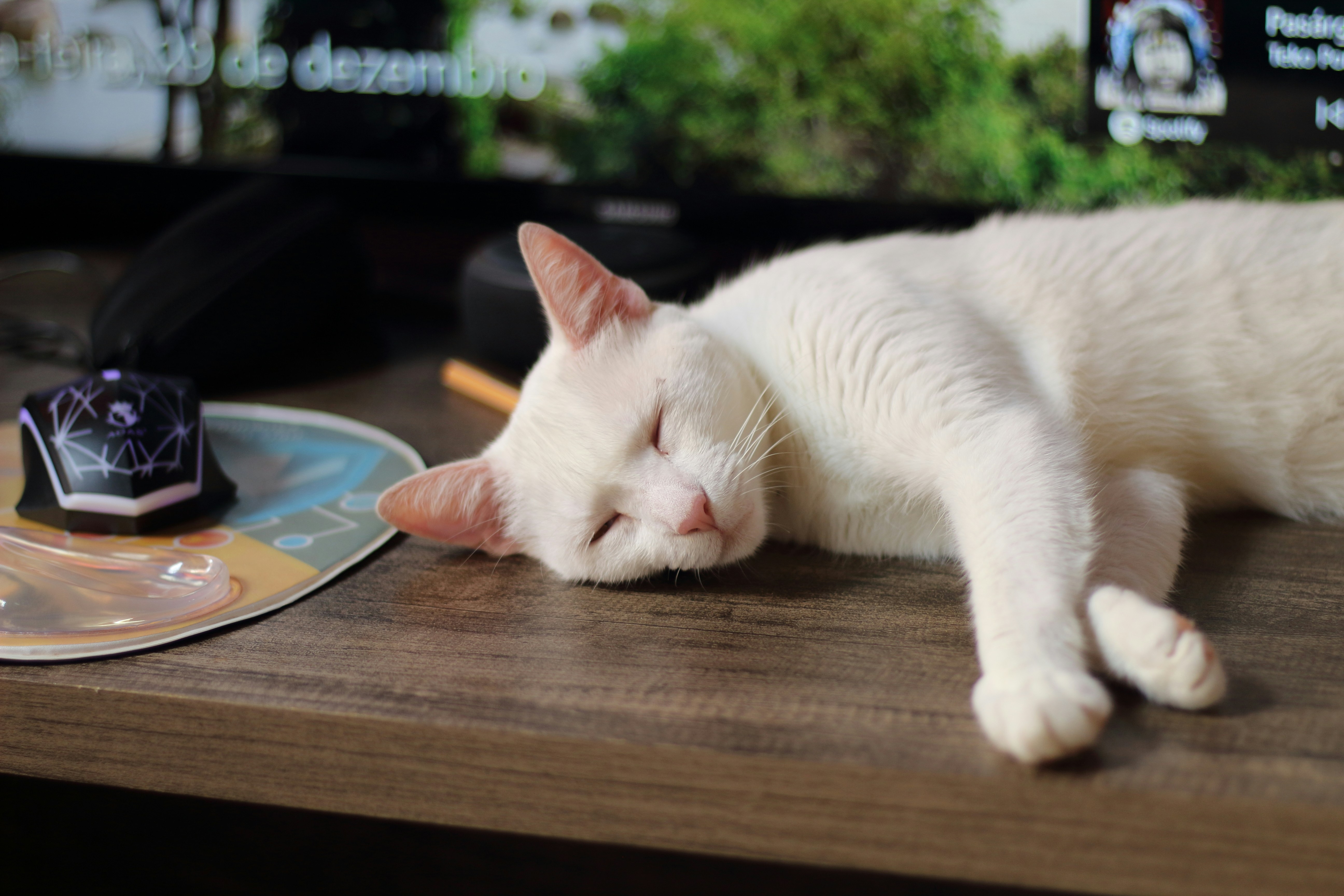 Serene Slumber: A Feline's Retreat