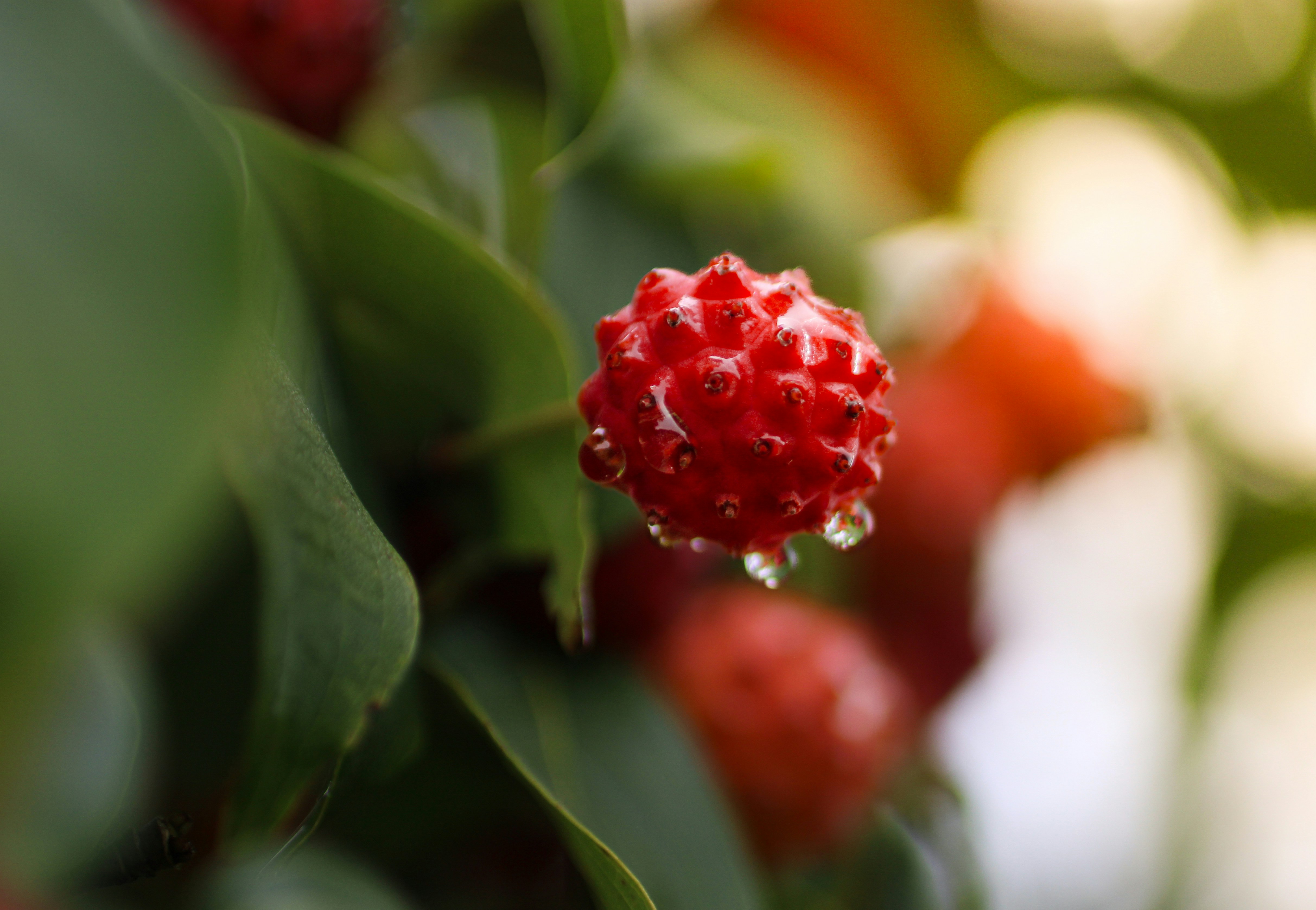 A single red berry with water droplets on leaves. photo – Free Green ...