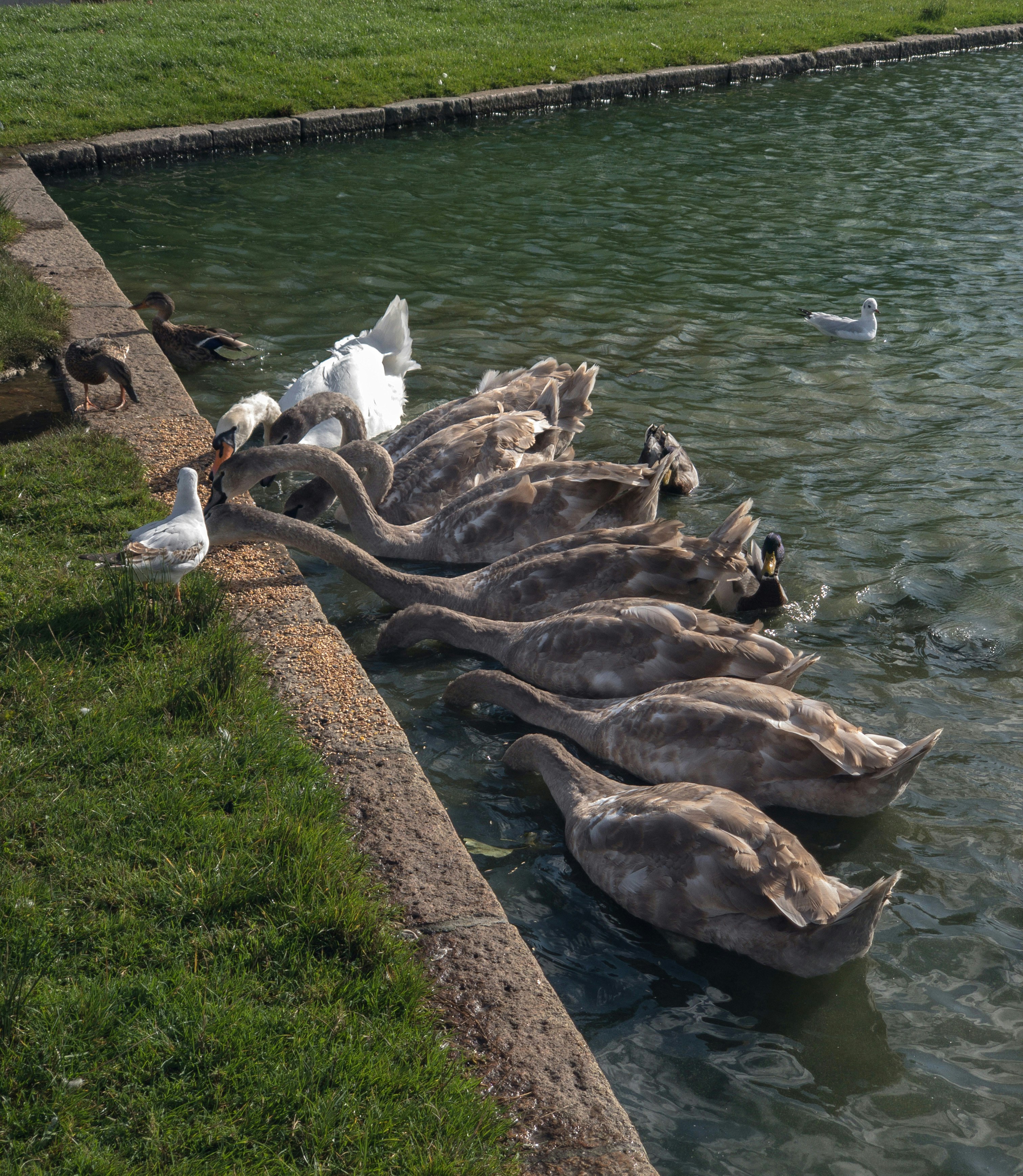 Harmony at the Water's Edge: A Gathering of Swans